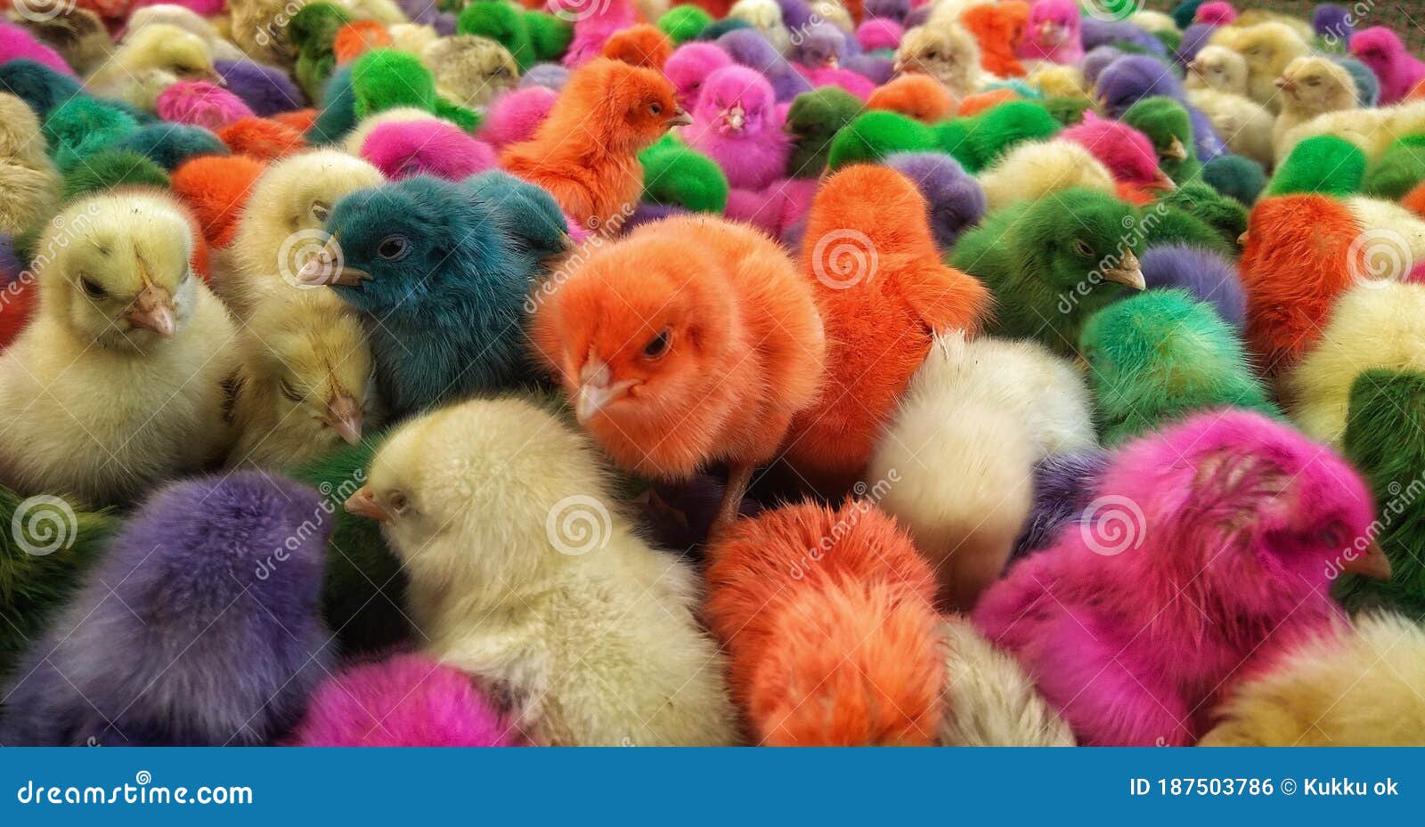 Multi coloured chicks stock photo. Image of colored - 187503786