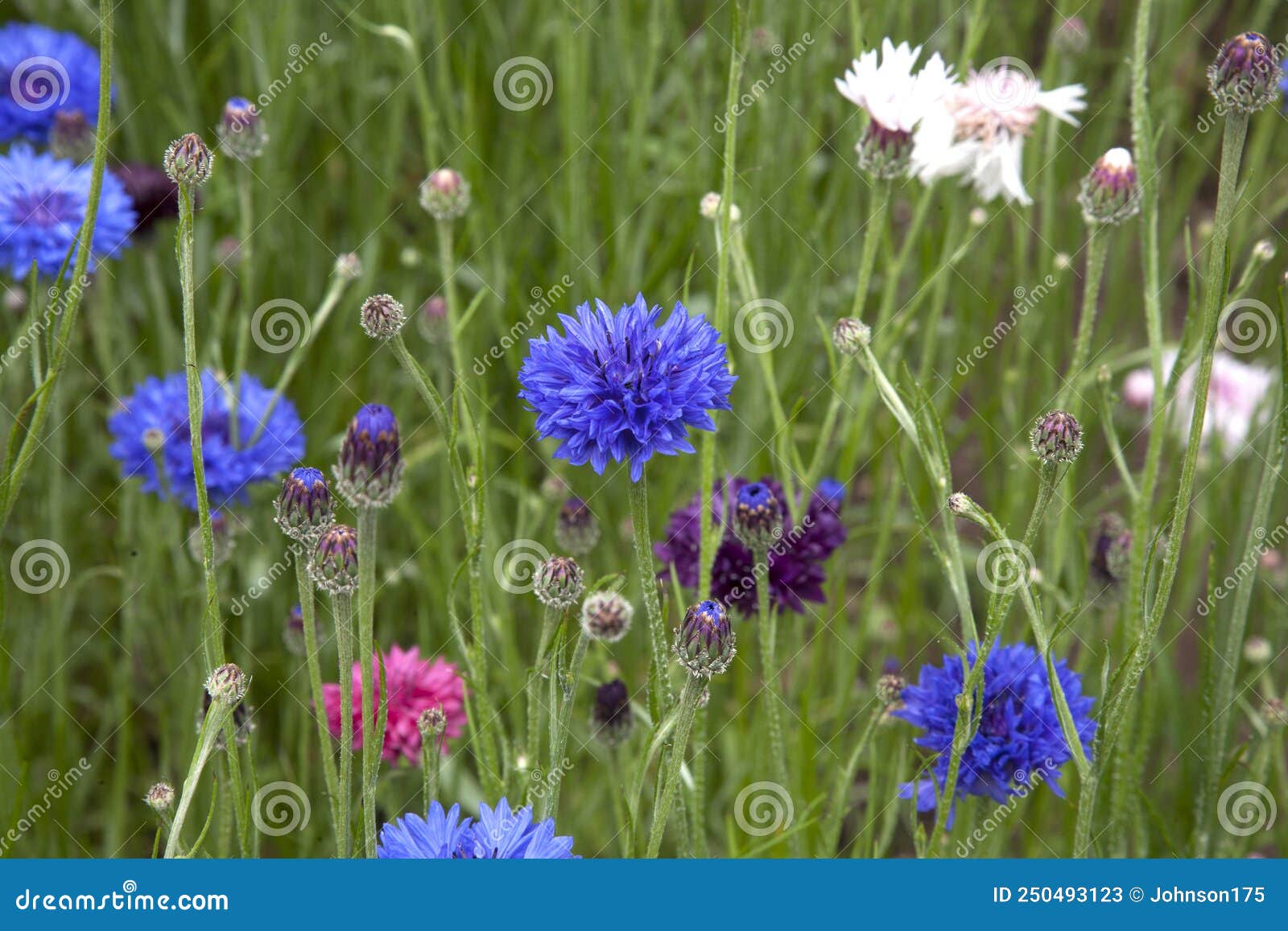 Multi Coloured Cornflowers Growing in a Field Stock Image - Image of ...