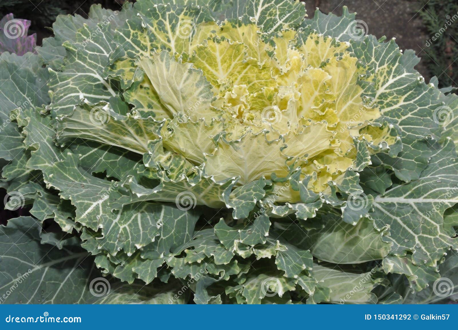Multi-coloured Decorative Cabbage Stock Photo - Image of leaf, multi ...