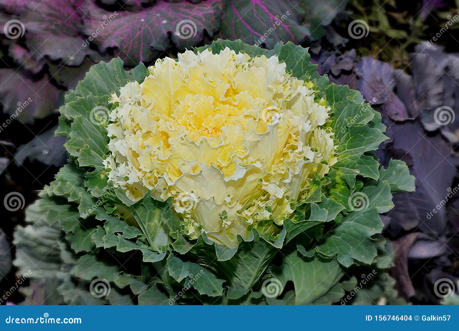 Multi-coloured Decorative Cabbage Stock Photo - Image of freshness ...