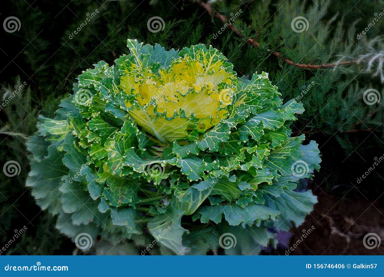 Multi-coloured Decorative Cabbage Stock Photo - Image of seasonal ...