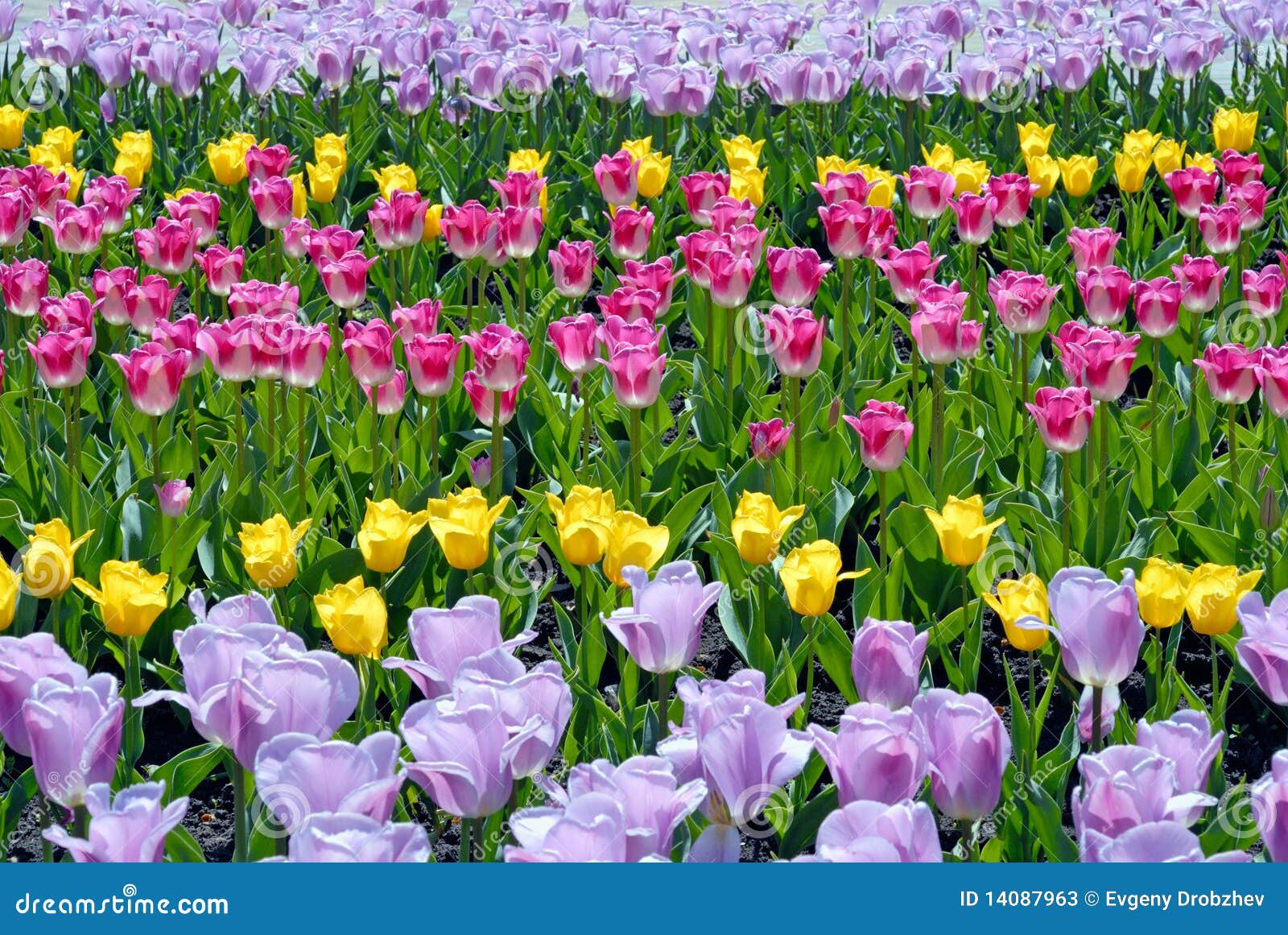 Multi-coloured Field of Tulips Stock Image - Image of bouquet, bloom ...