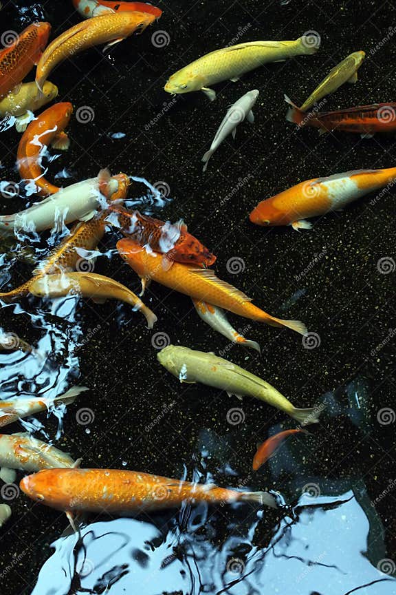 Multi-coloured fish stock image. Image of color, group - 12625311