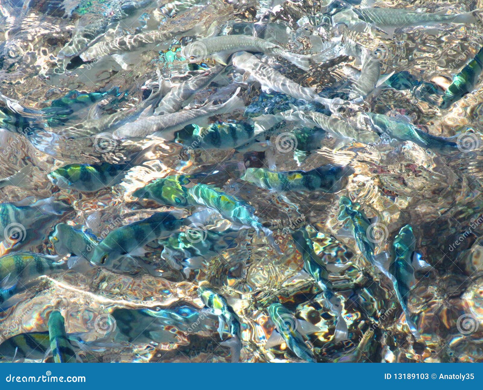 Multi-coloured Fishes in the Sea Stock Image - Image of warm, water ...