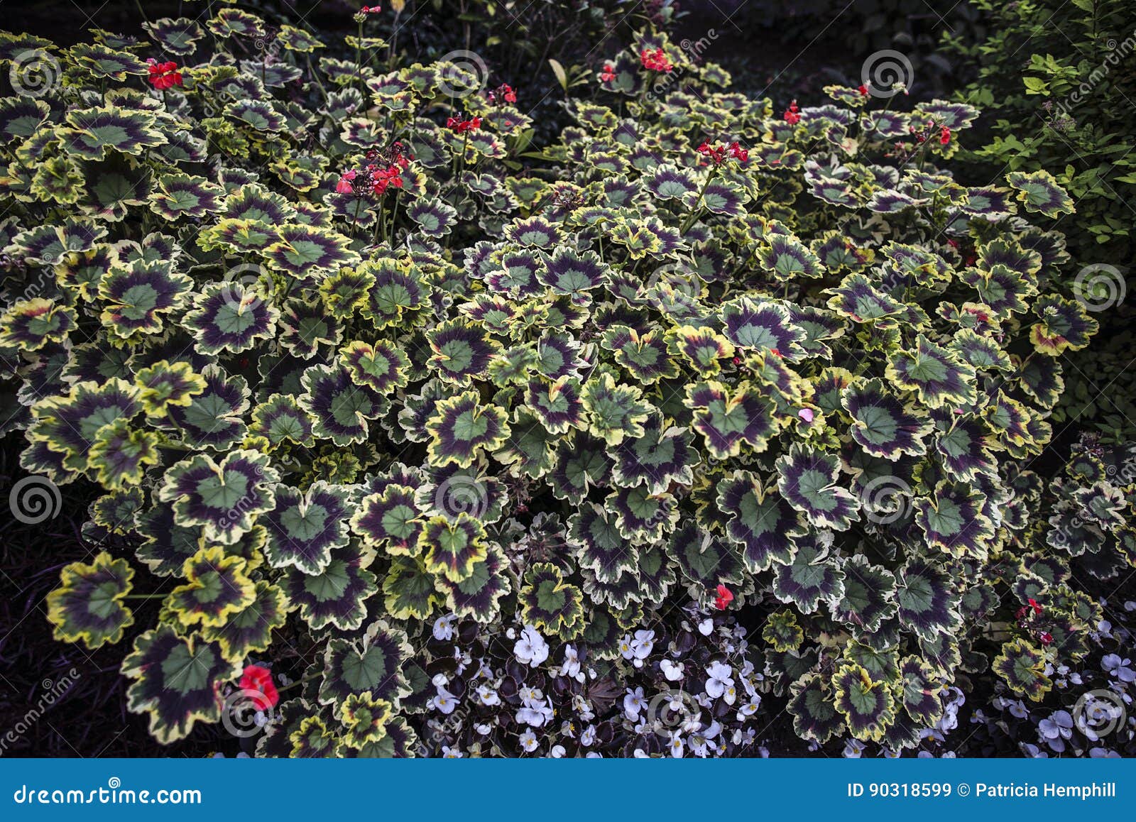 Multi-coloured Geranium Leaves with Red Flowers Stock Image - Image of ...