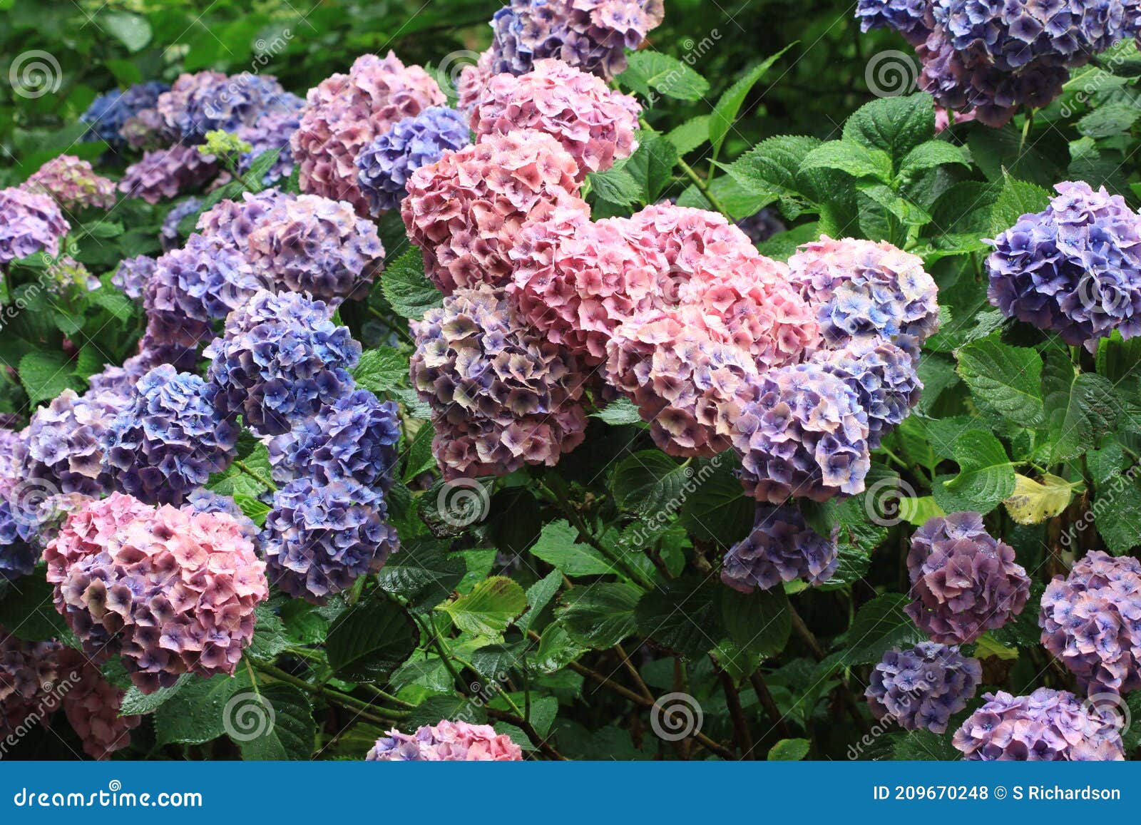 Multi coloured hydrangea`s stock photo. Image of jermyns - 209670248