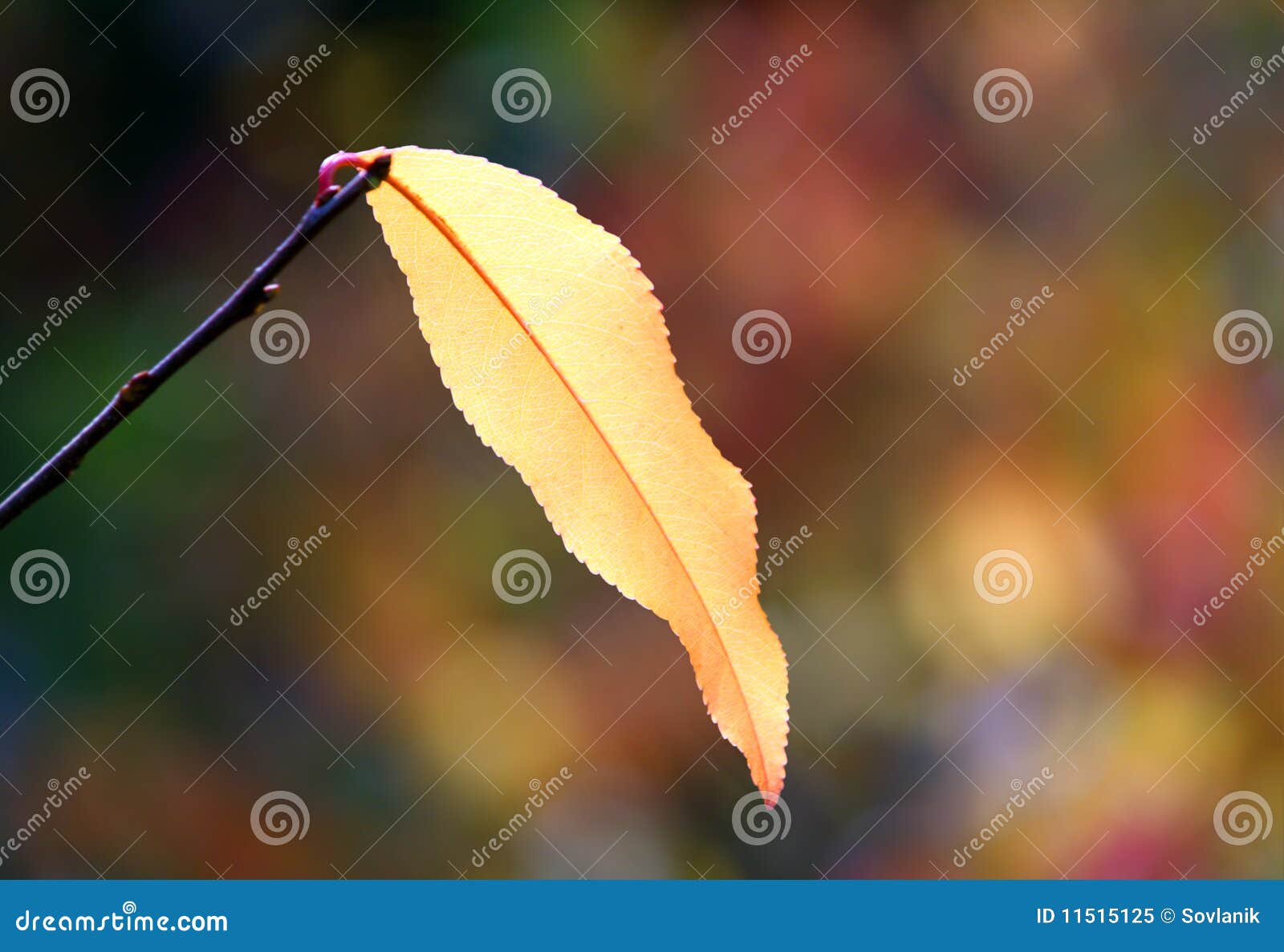 Multi-coloured Leaf in the Autumn Stock Image - Image of wood, green ...