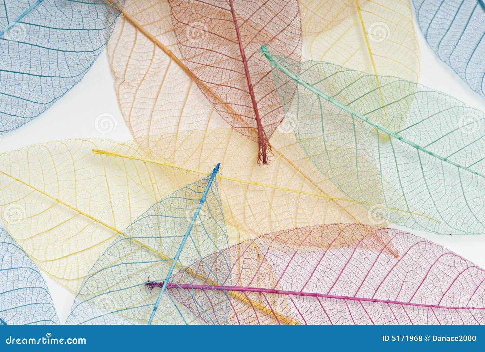 Multi Coloured Leaf Background Stock Photo - Image of orange, veins ...