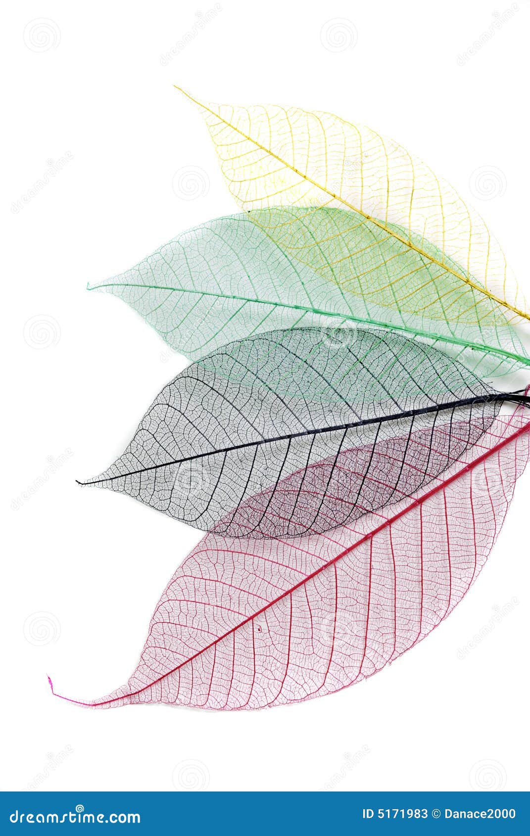 Multi Coloured Leaf Background Stock Image - Image of rich, skeleton ...