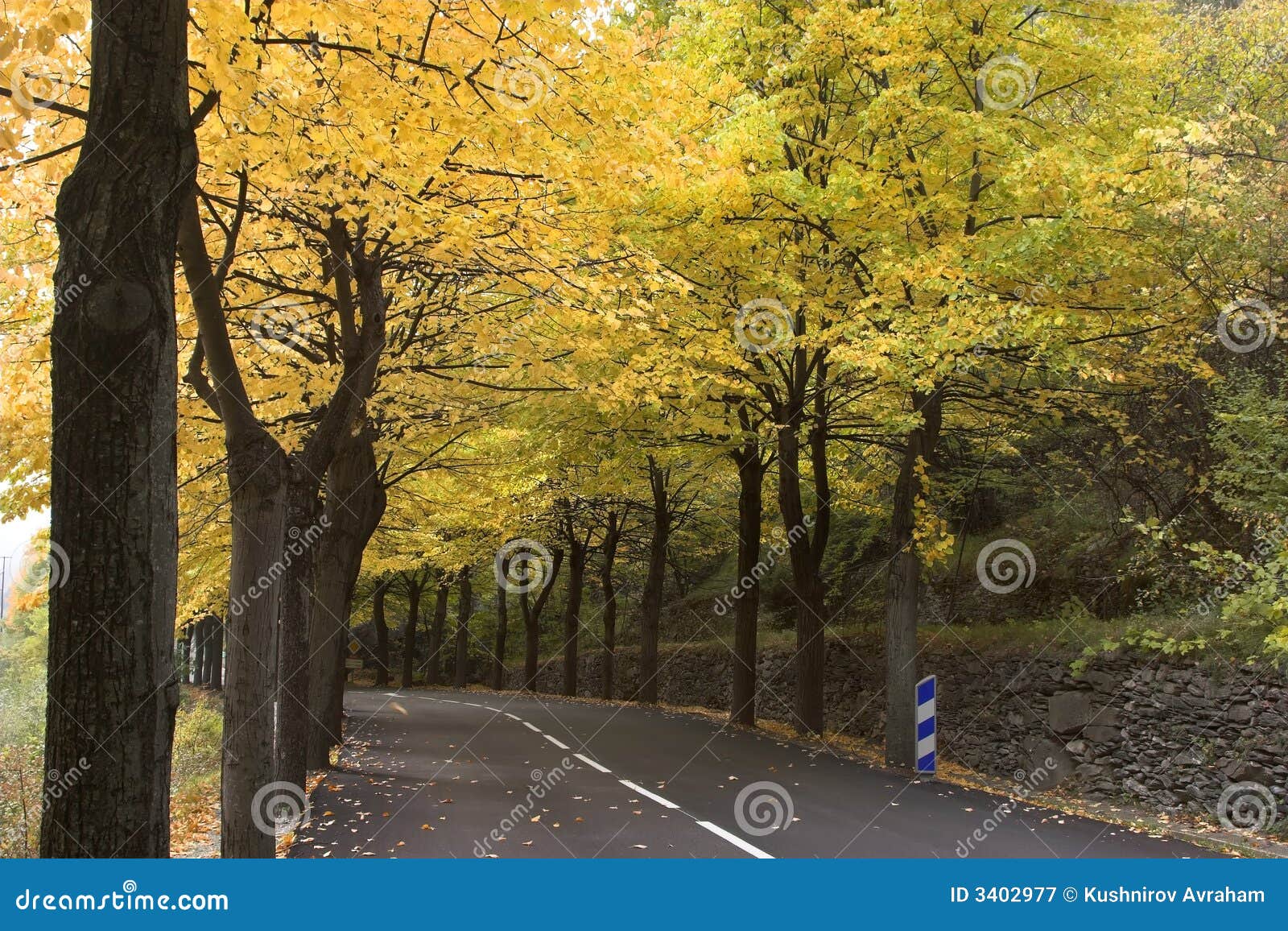 Multi-coloured leaf fall stock image. Image of branches - 3402977