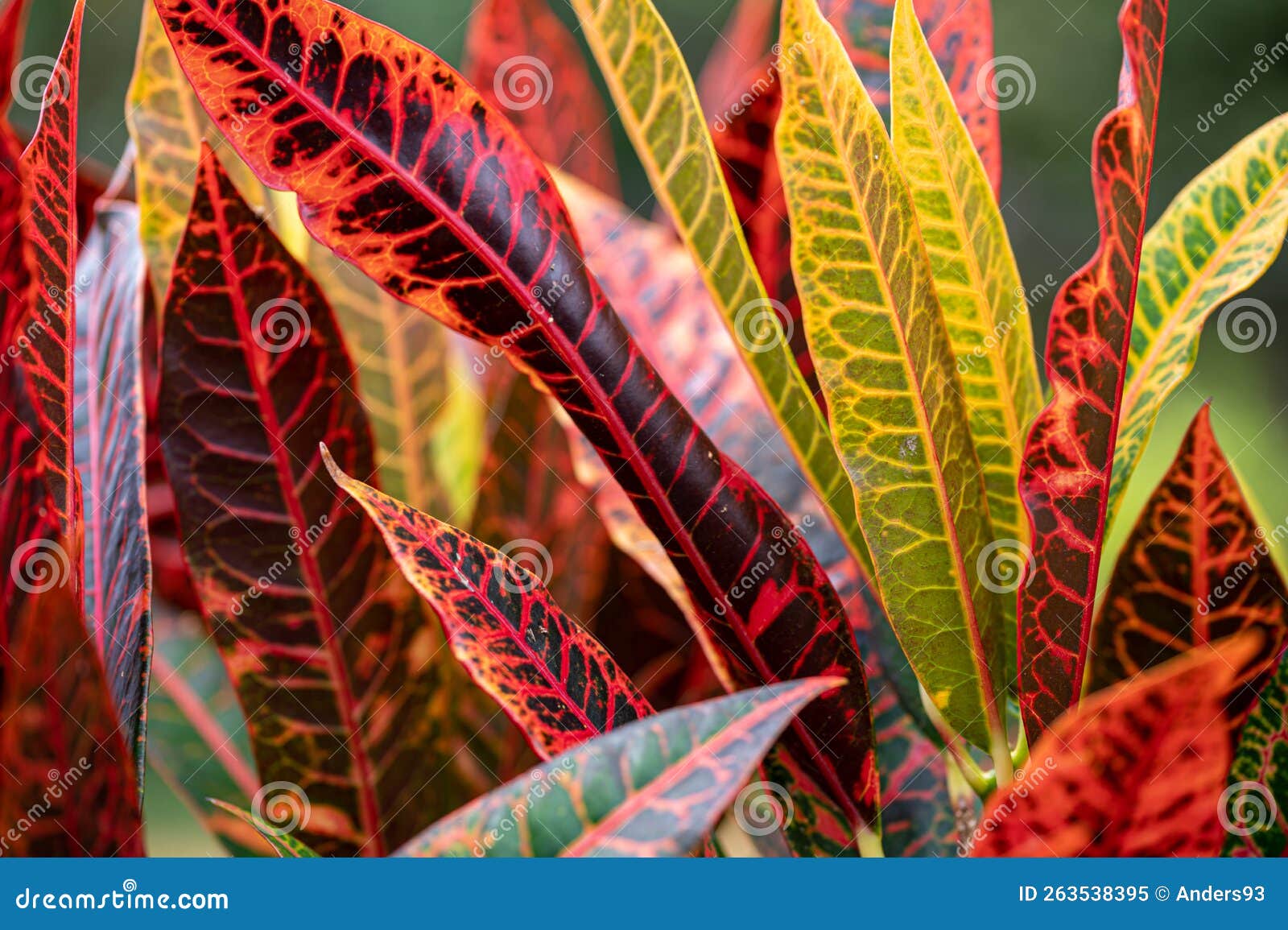 Multi Colored Leaves of Codiaeum Petra Plant, Mauritius Stock Image ...