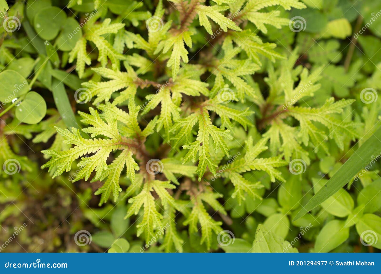 Multi Coloured Leaves of a Wild Plant Stock Image - Image of colorful ...
