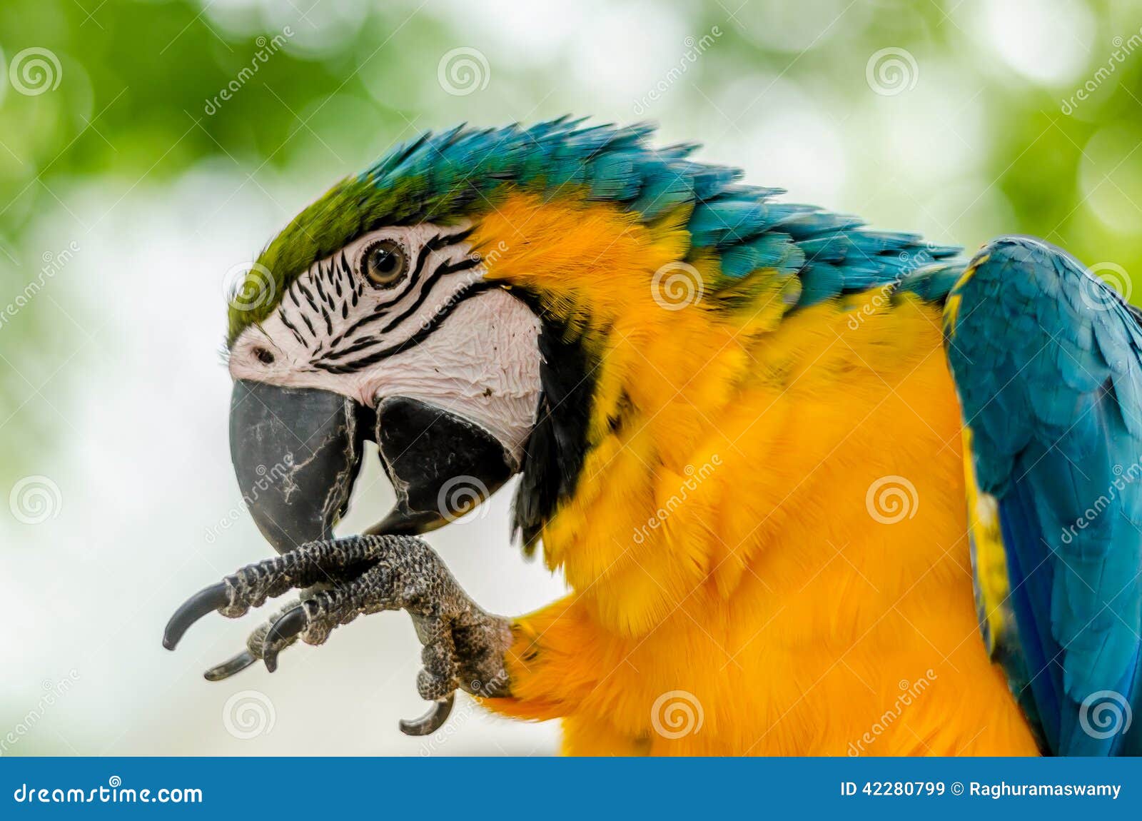 Multi Coloured Macaw stock image. Image of green, cleaning - 42280799