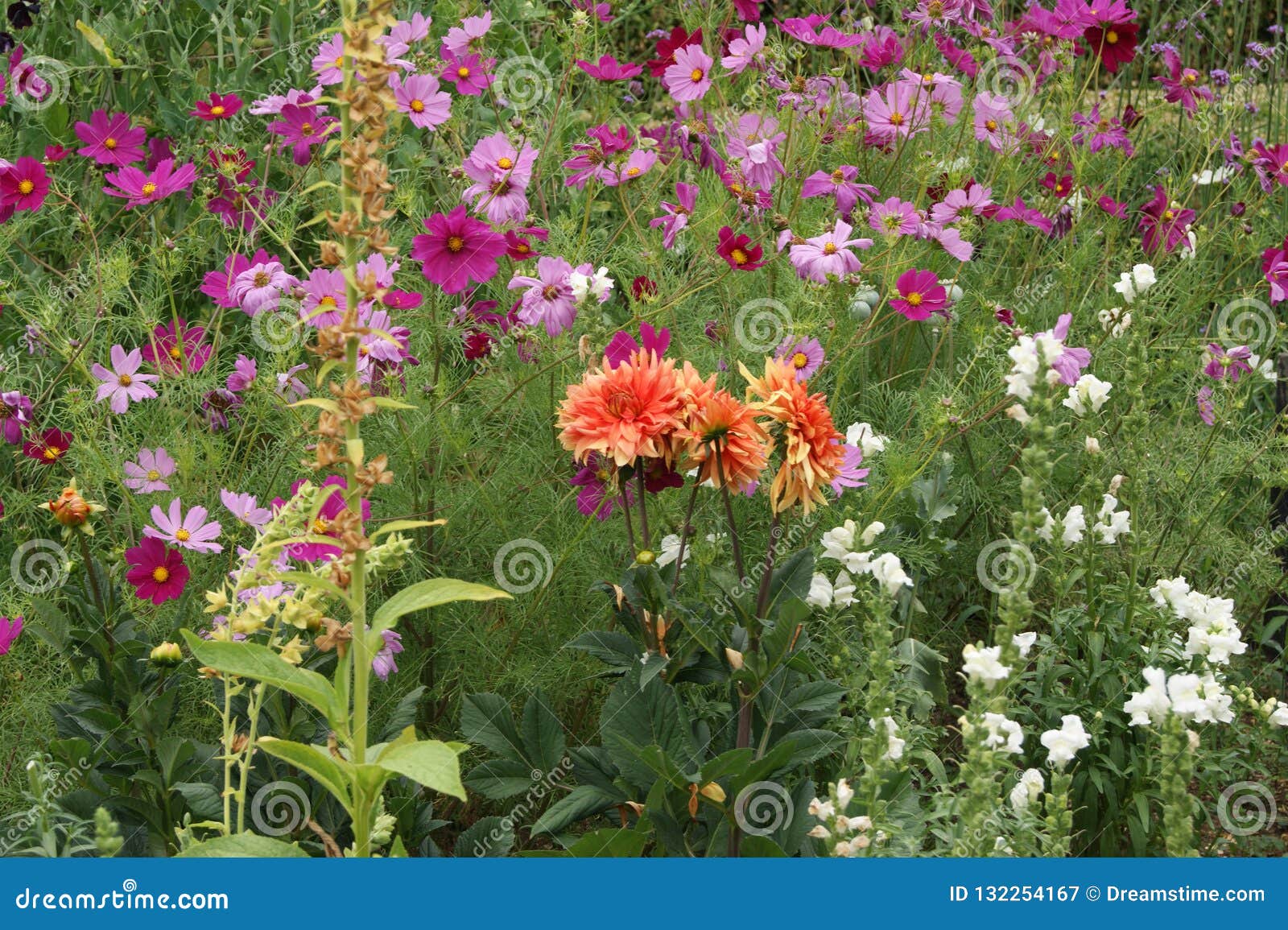 Multi Coloured Photo of Flowers Stock Image - Image of pretty, tall ...