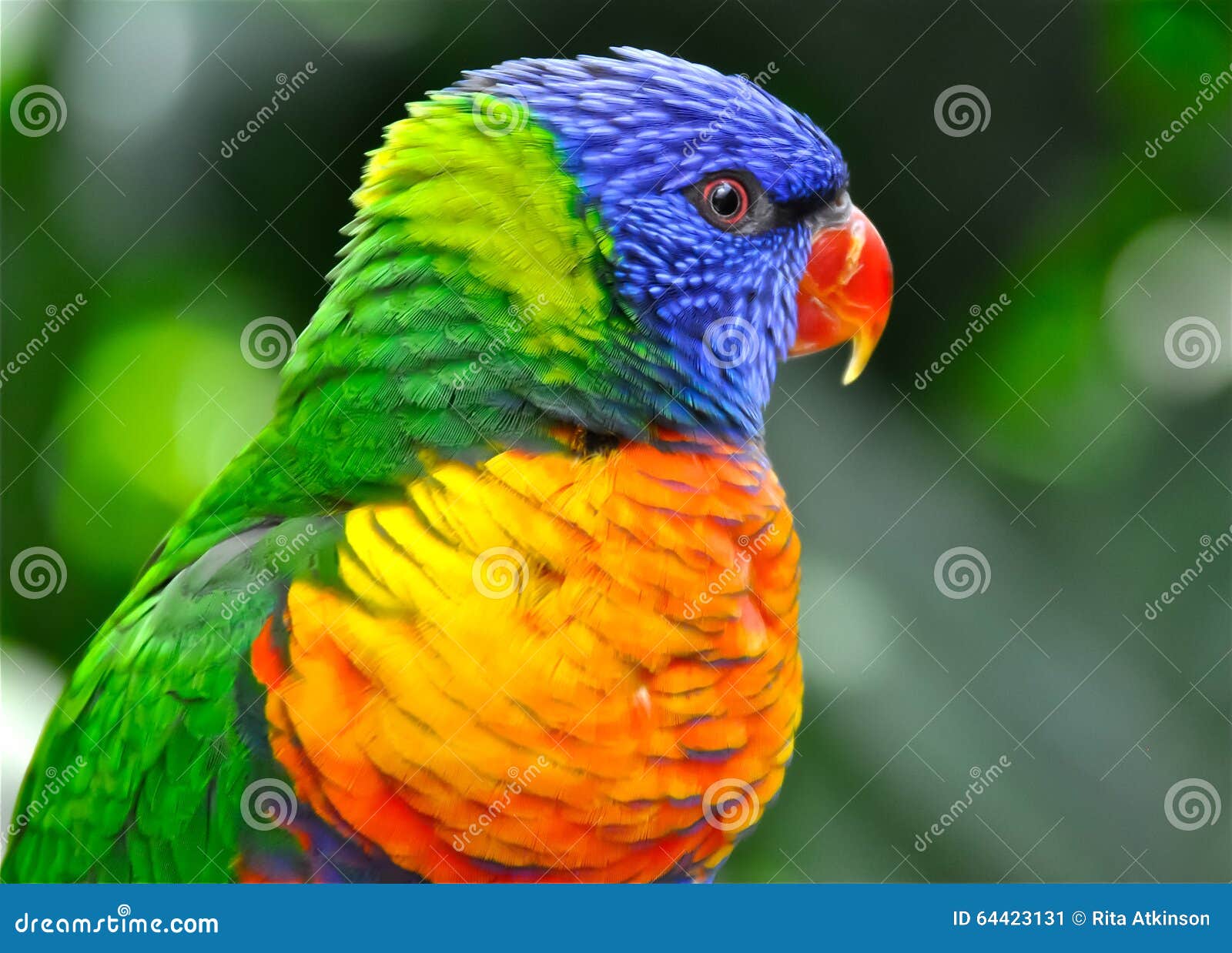 Multi-coloured Rainbow Parrot Portrait Stock Image - Image of ...