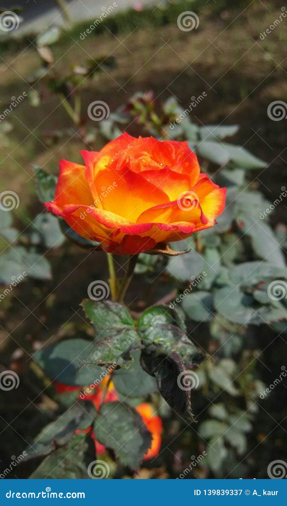 Multi coloured roses stock image. Image of colour, roses - 139839337