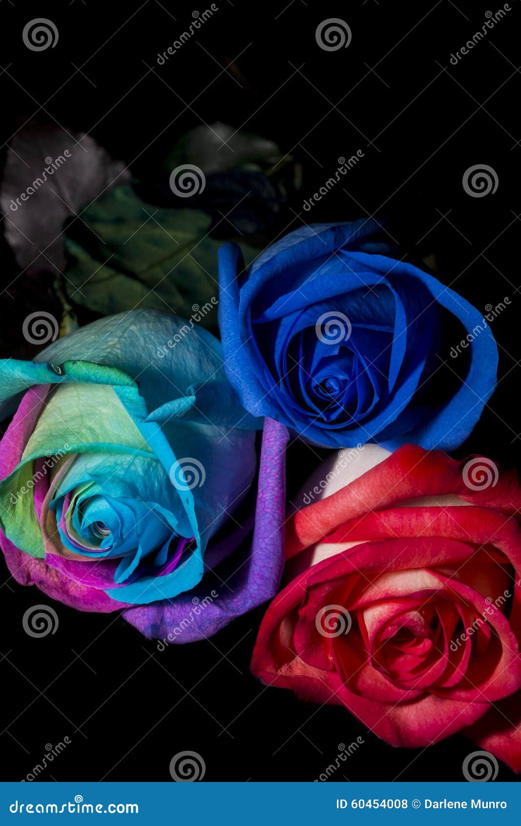 Multi Coloured Roses stock photo. Image of blossom, gift - 60454008