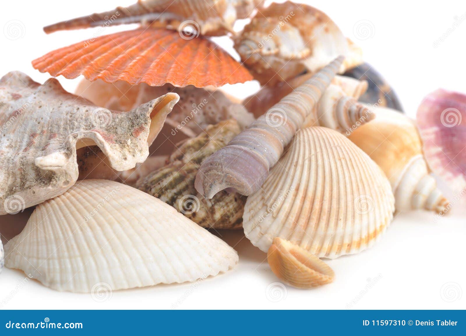 Multi-coloured Sea Cockleshells Stock Photo - Image of starfish, water ...