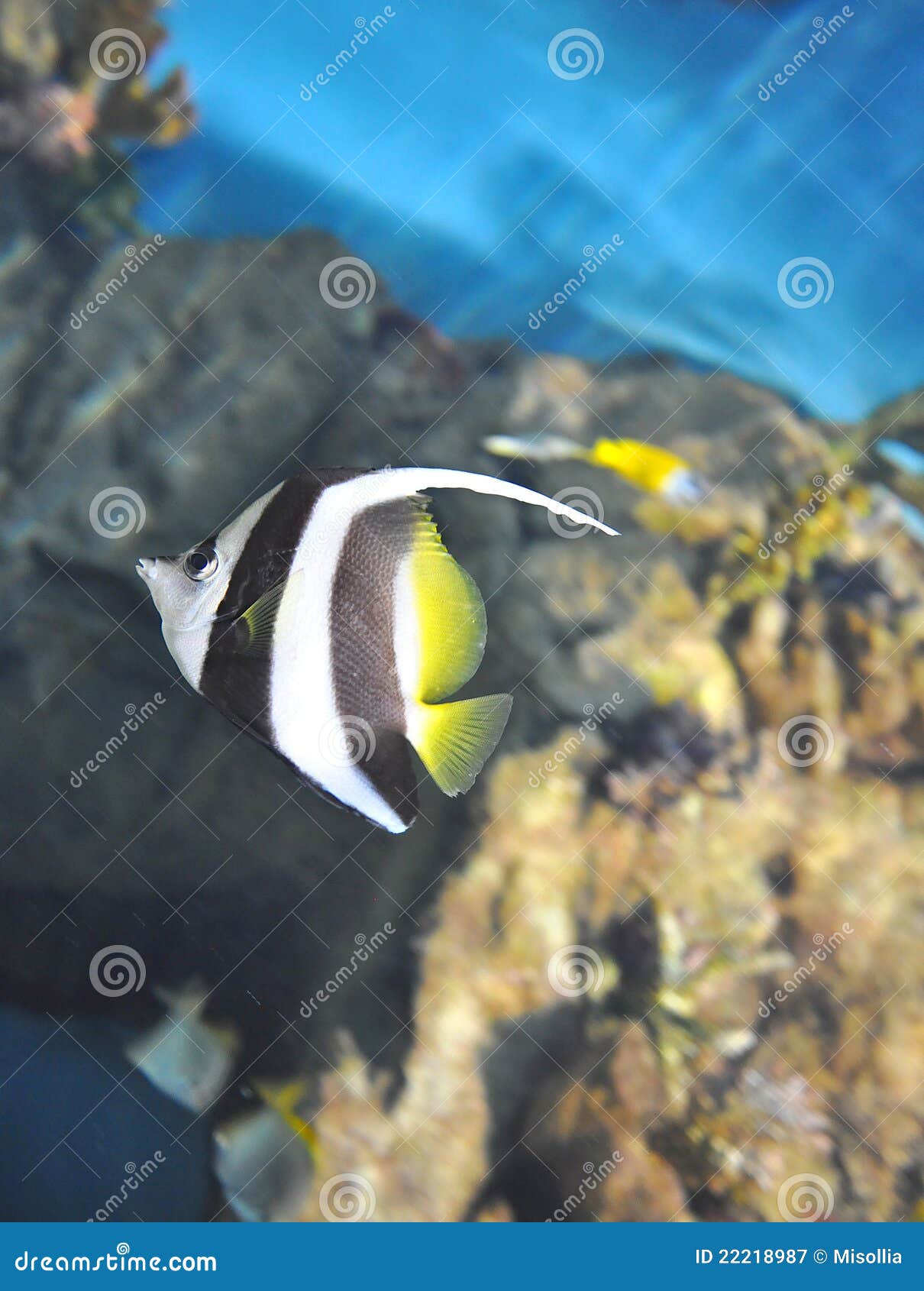 The Multi-coloured Small Fish in an Aquarium Stock Image - Image of ...