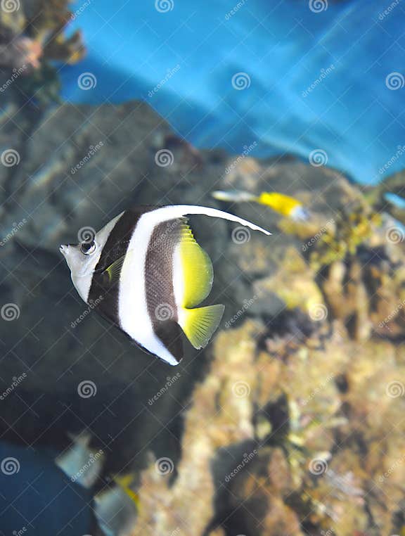The Multi-coloured Small Fish in an Aquarium Stock Image - Image of ...