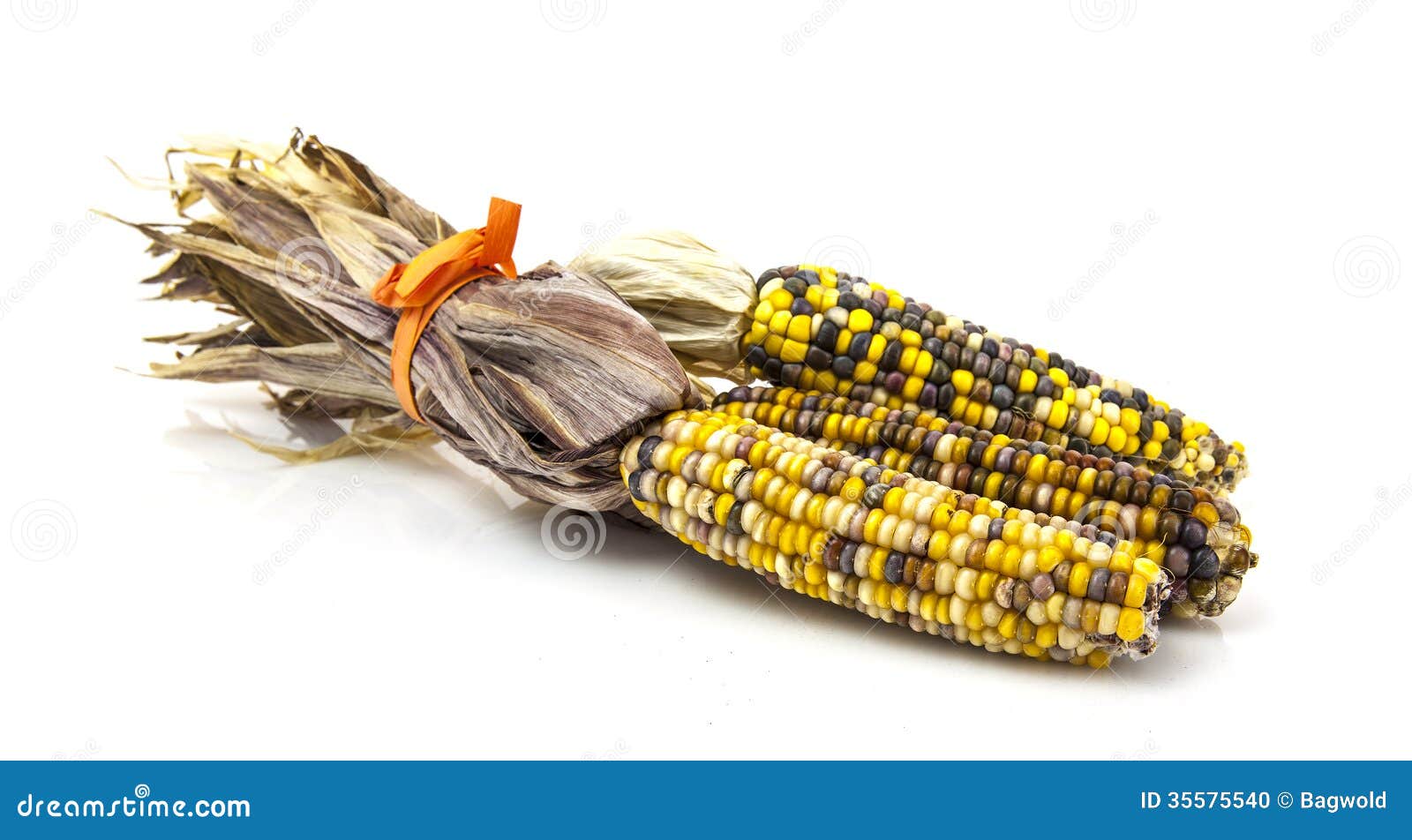 Multi Coloured Sweet Corn Cobs Stock Photo - Image of background ...