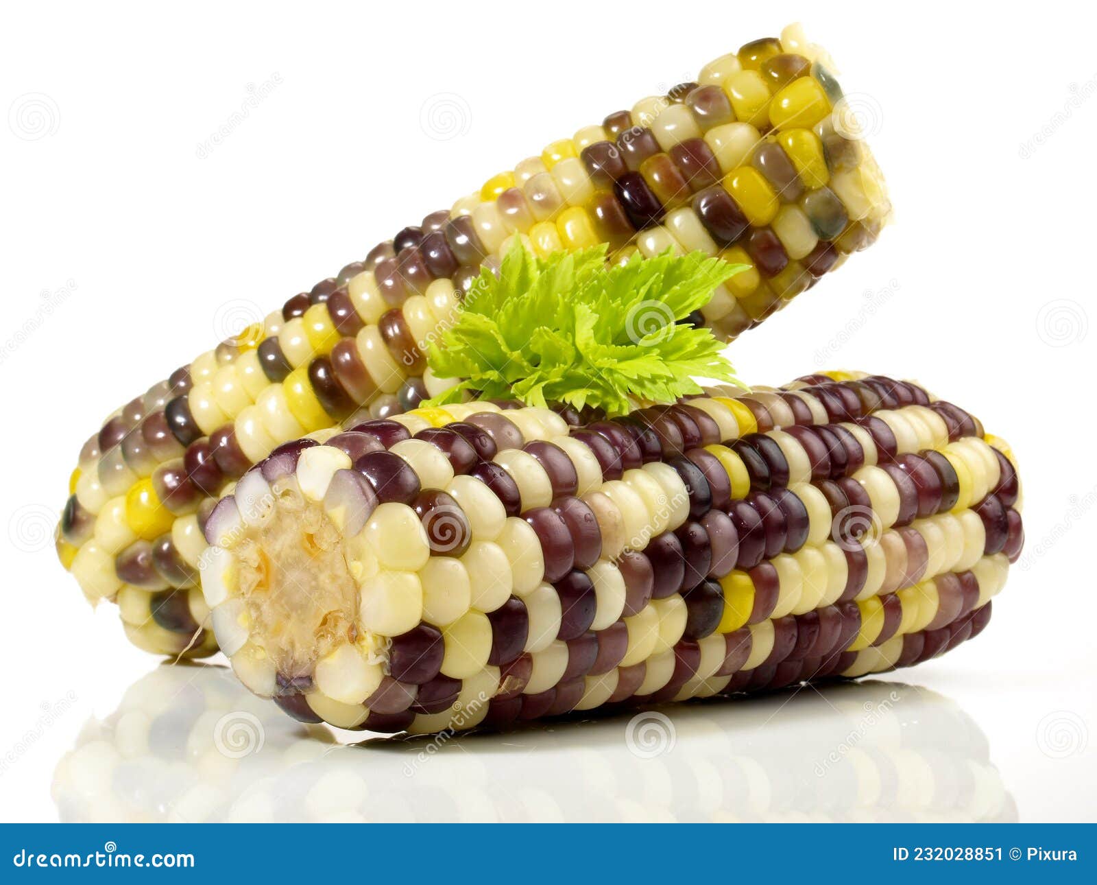 Multi Coloured Sweet Corn Cobs White Background - Isolated Stock Image ...
