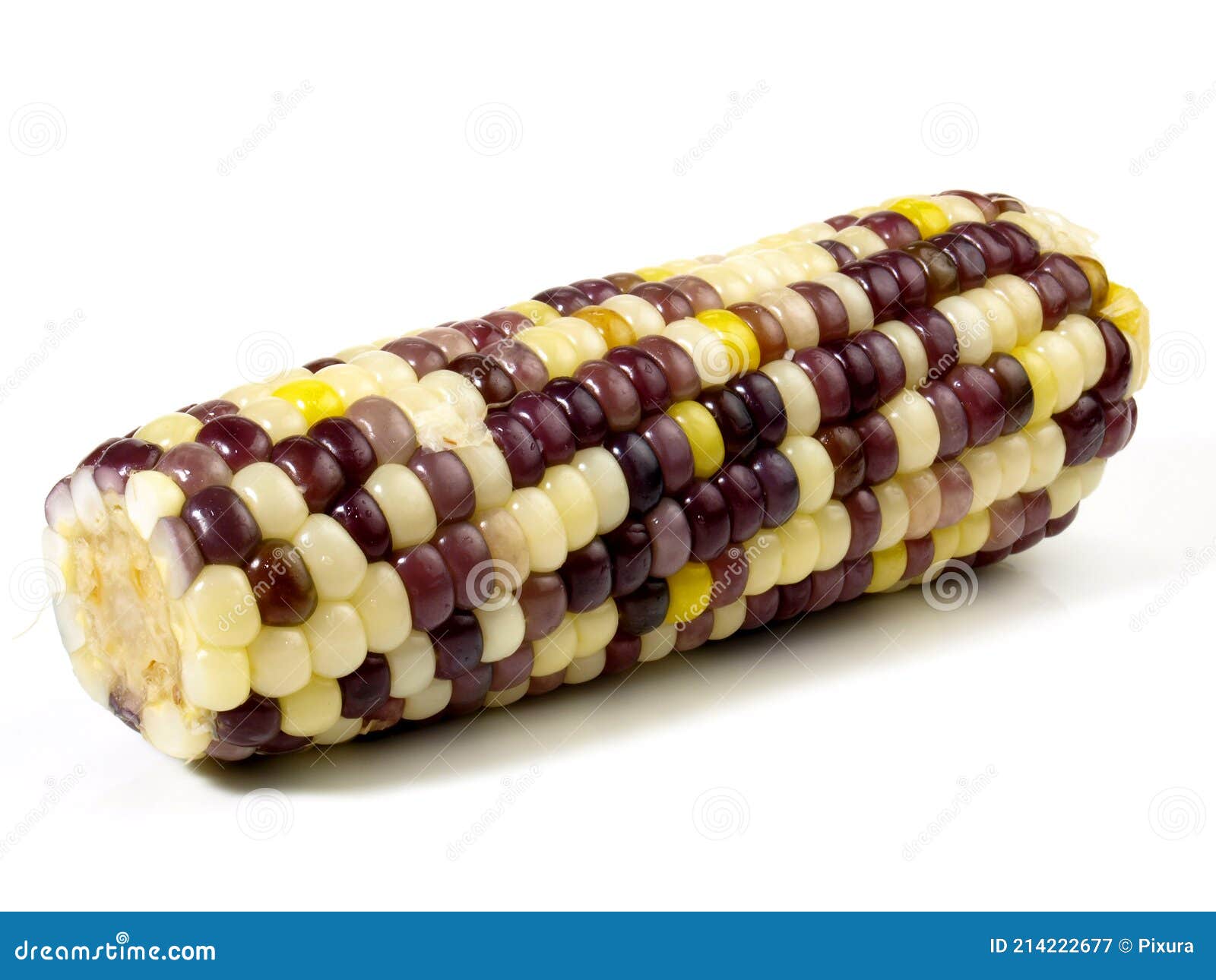 Multi Coloured Sweet Corn Cobs White Background - Isolated Stock Image ...
