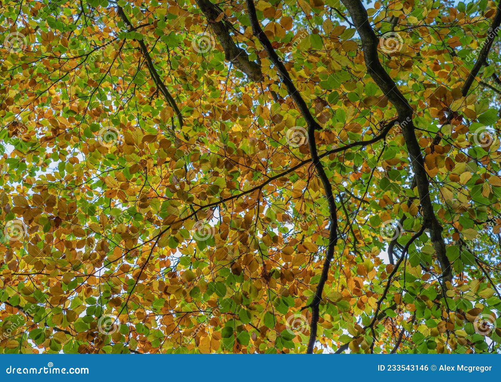 Autumn Backlit Fall Leaf Canopy Stock Photo - Image of october ...