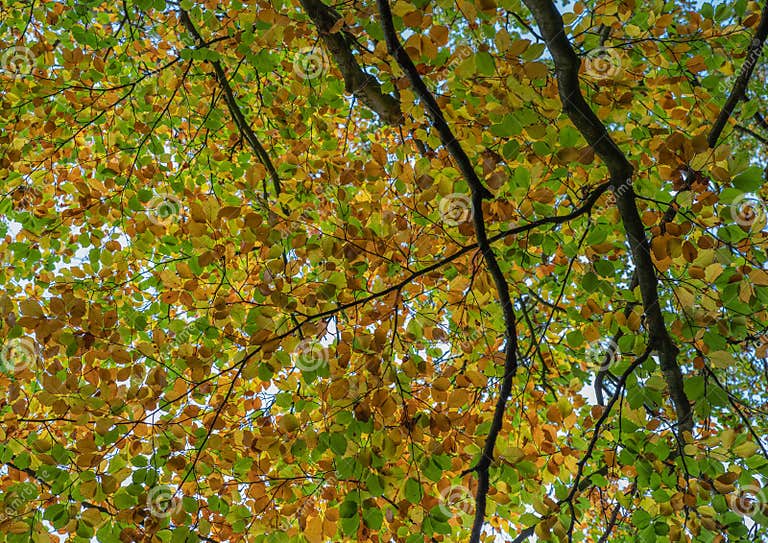 Autumn Backlit Fall Leaf Canopy Stock Photo - Image of october ...