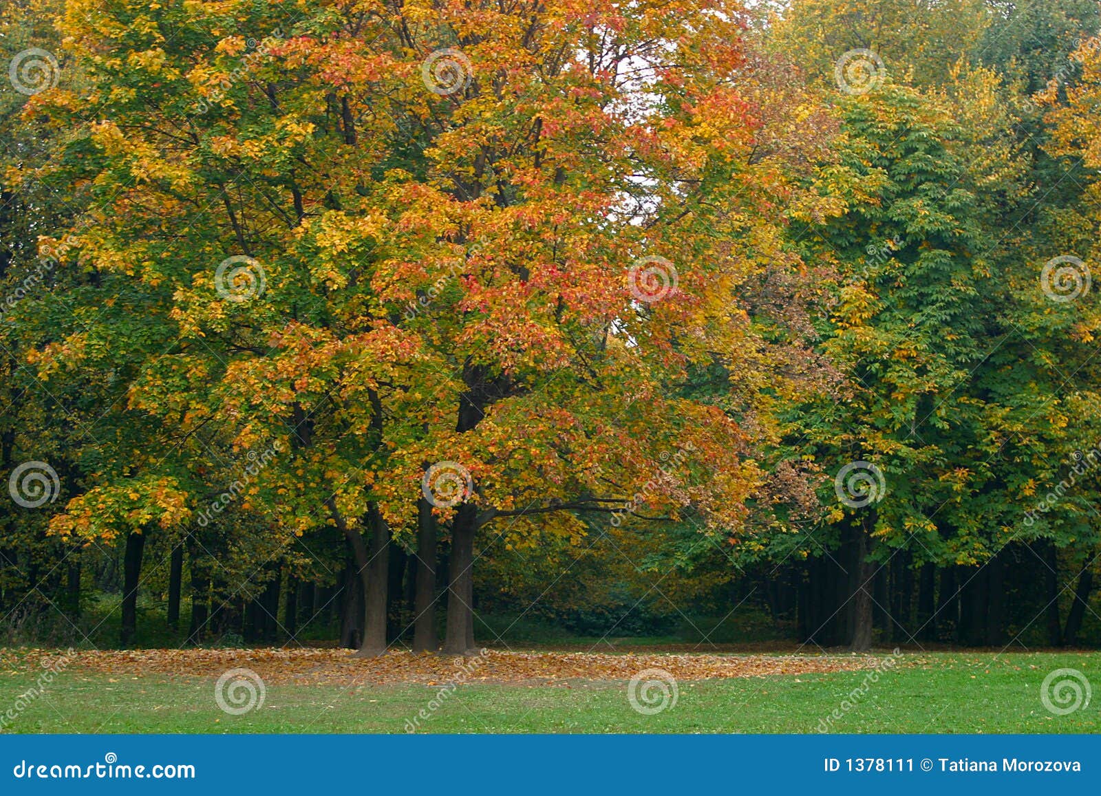 Multi-coloured trees stock image. Image of colors, wood - 1378111