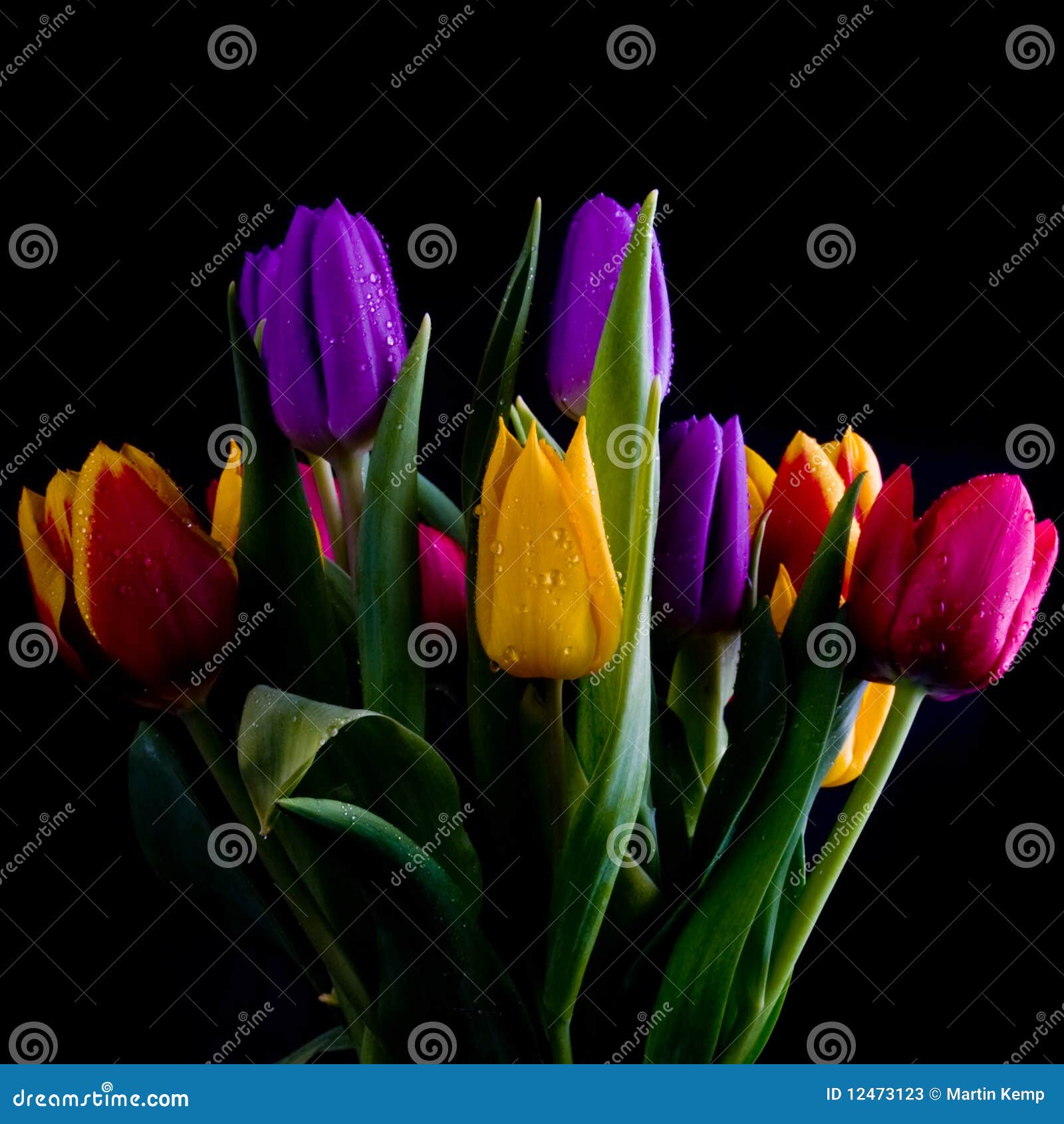 Multi coloured Tulips stock image. Image of droplets - 12473123