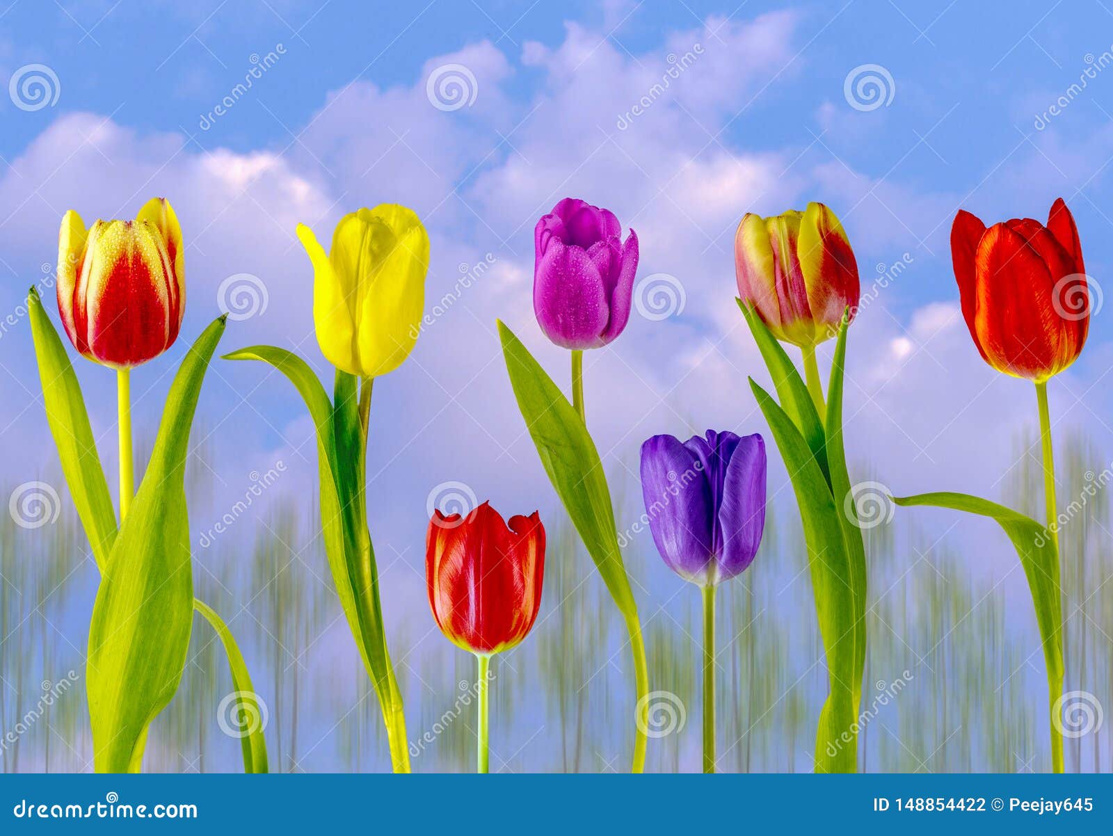 Multi coloured tulips stock photo. Image of springtime - 148854422