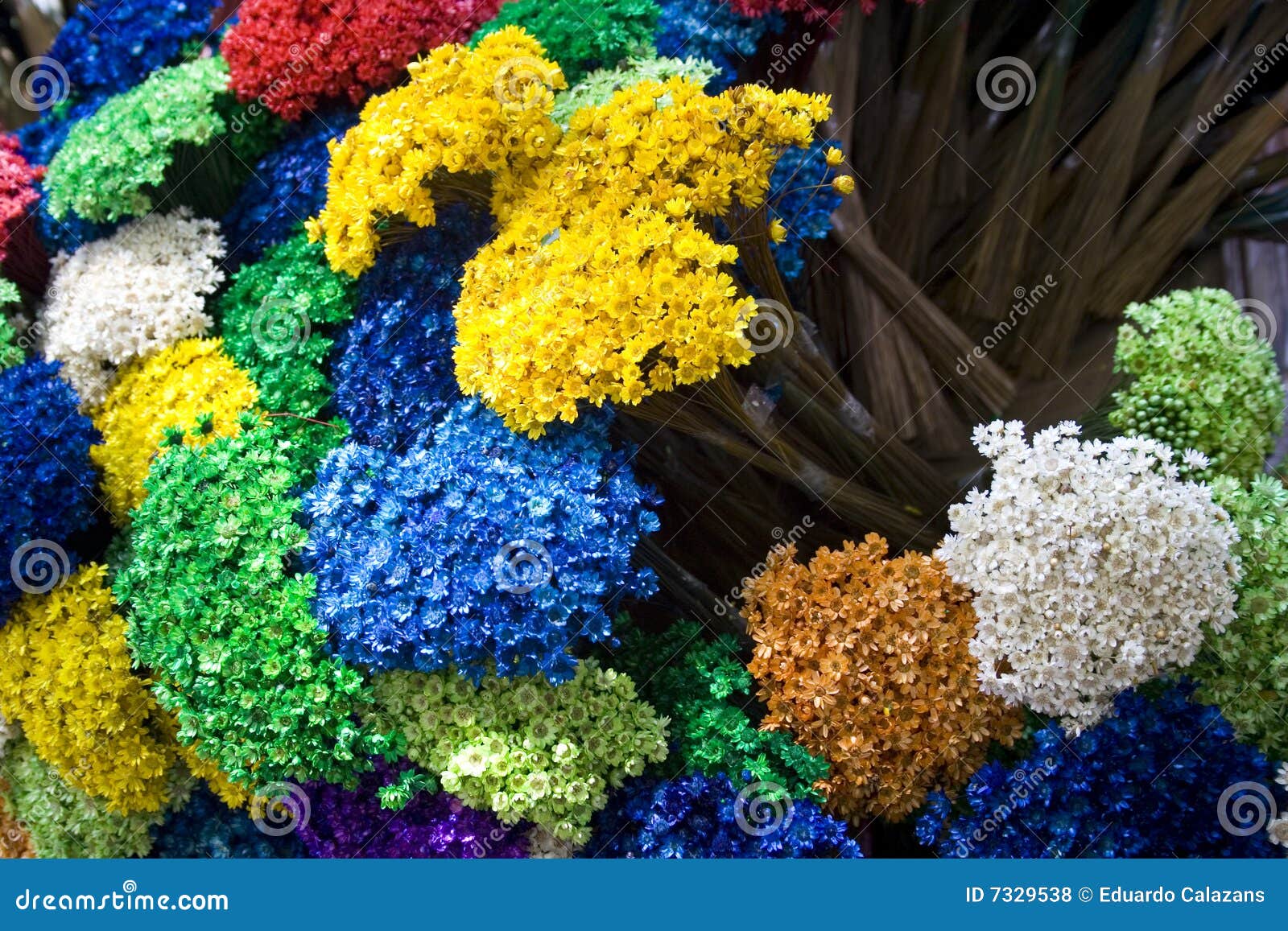 MULTI CORES DAS FLORES foto de stock. Imagem de divertimento - 7329538