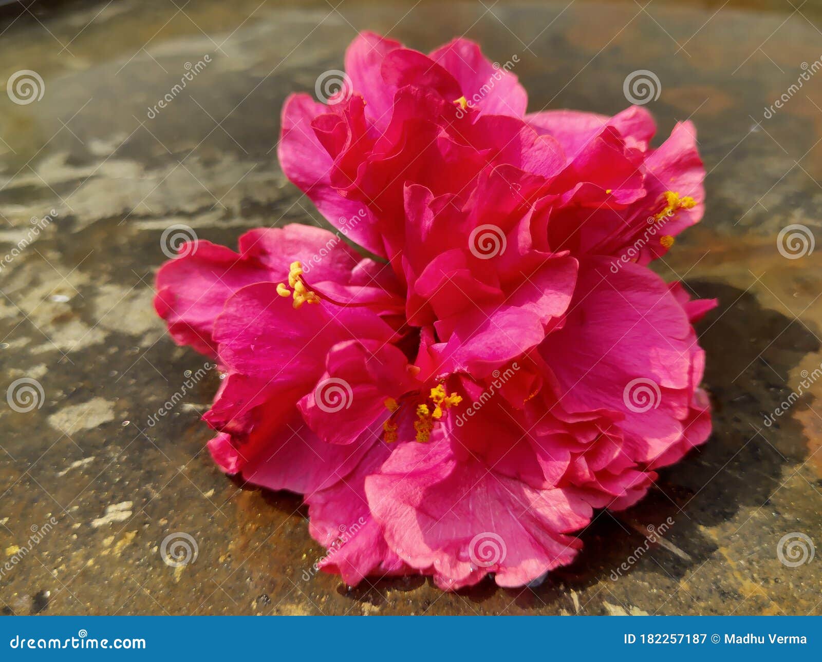 11,782 Corolla Flower Photos - Free & Royalty-Free Stock Photos from ...
