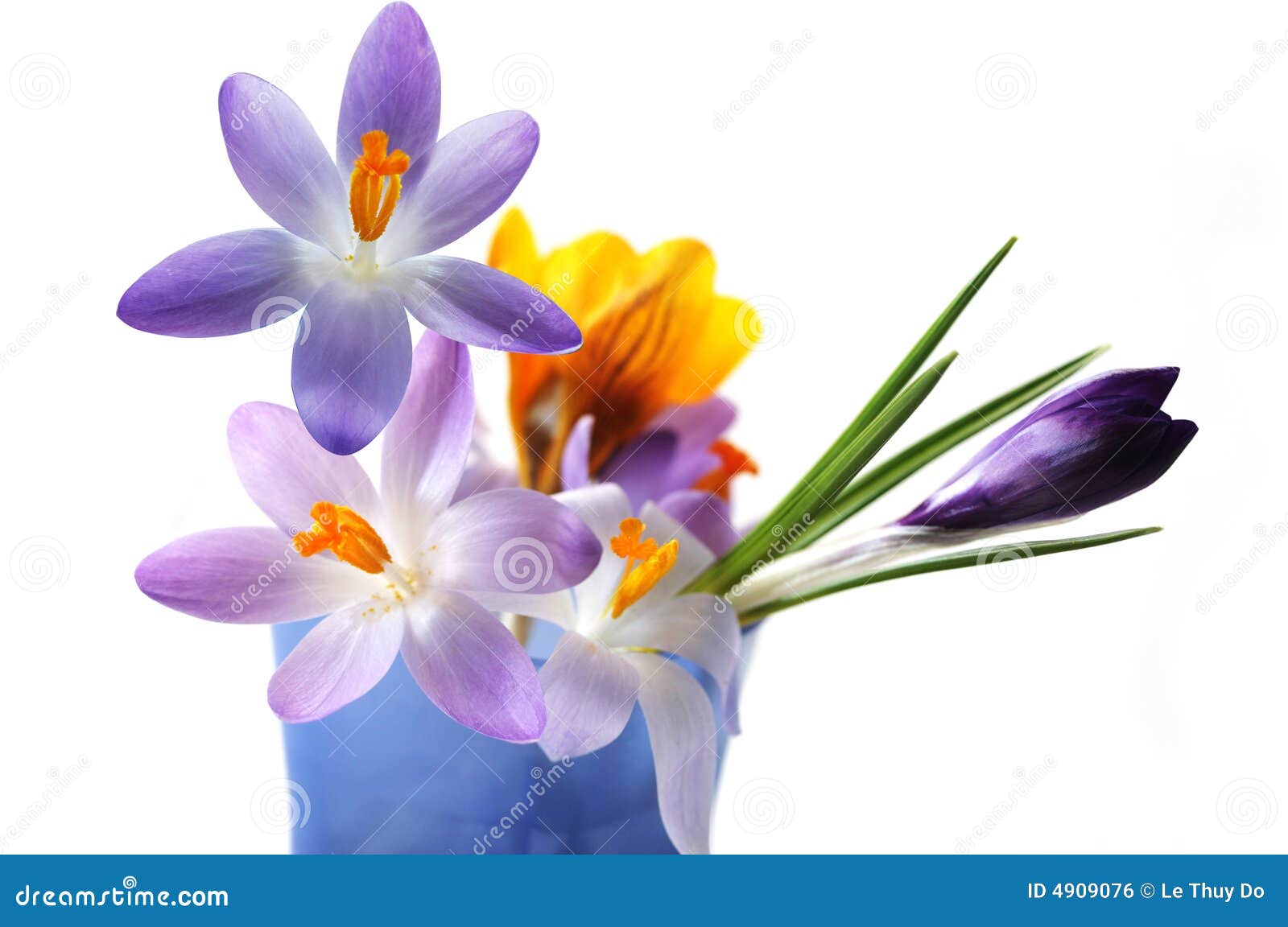 Multi Crocus Flowers stock photo. Image of fine, botanical - 4909076