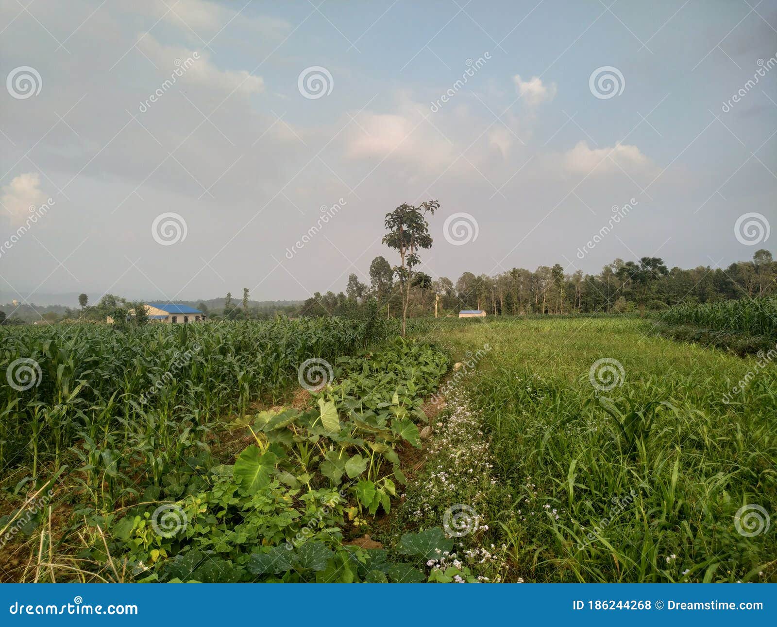 Agroforestry System With Banana And Papaya Fruit Plants; Commercial ...