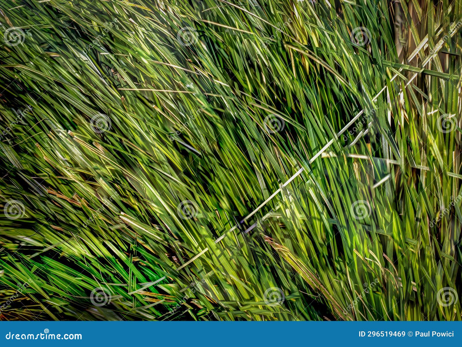 Multi Exposure (4 Images) of Wind Blown Grasses Stock Image - Image of ...