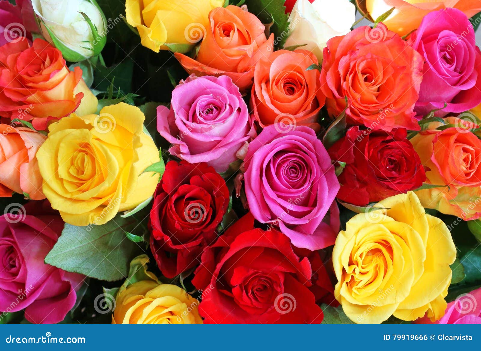 Multi Farbige Rosen Für Hintergrund Stockfoto - Bild von rosa, blumen ...