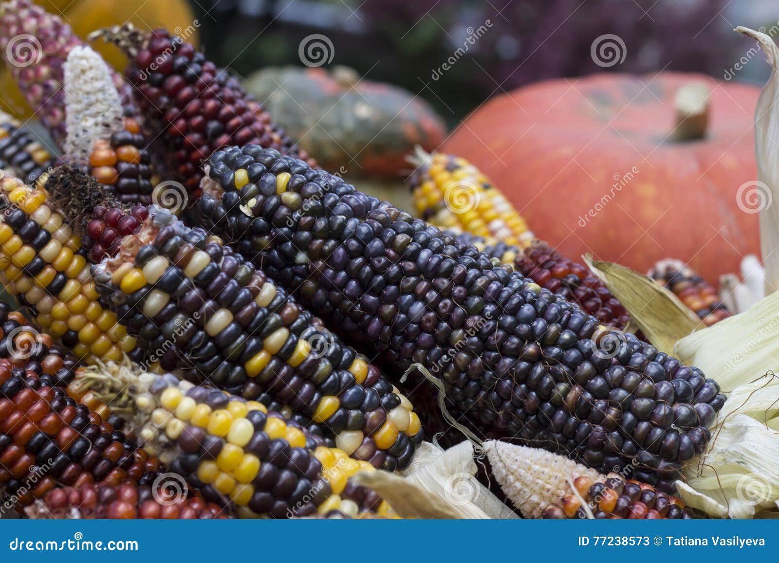 Multi Farbiger Mais Auf Dem Herbstmarkt Stockbild - Bild von ernten ...