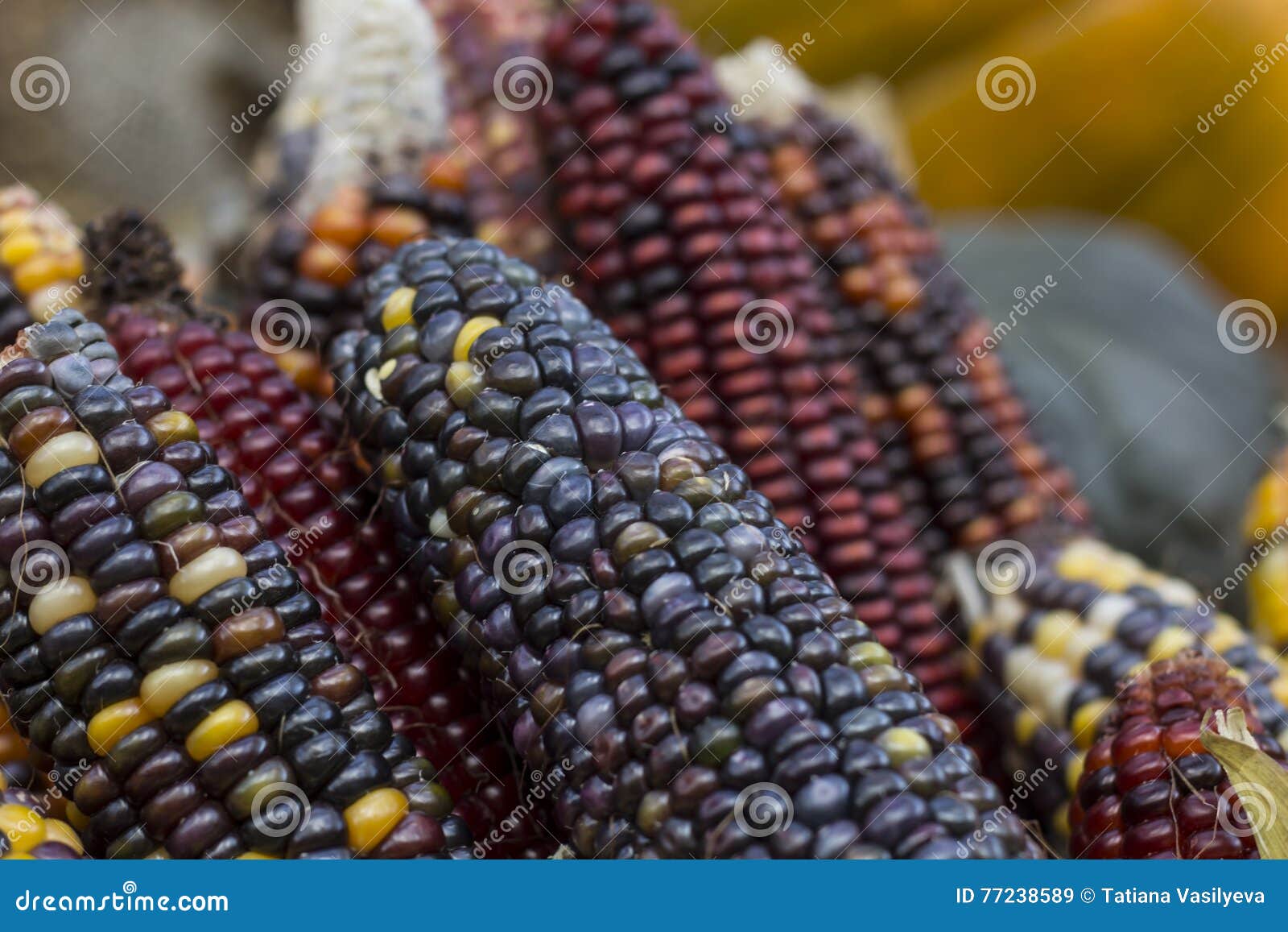Multi Farbiger Mais Auf Dem Herbstmarkt Stockbild - Bild von ansammlung ...