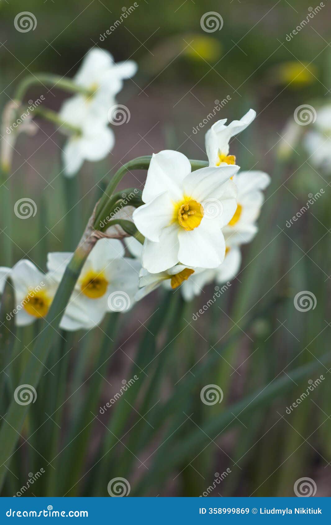 A Multi-flowered White Daffodil Blooms in a Flower Bed, Multi Headed ...