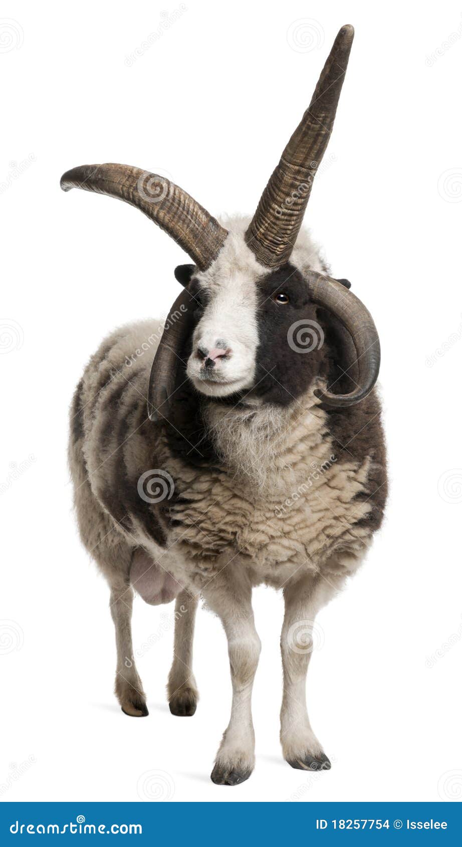 Multi-gehoornde Jacob Ram, Ovis Aries Stock Foto - Image of mensen ...