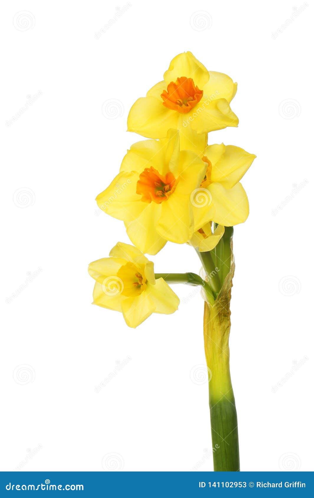 Multi headed narcissus stock image. Image of white, golden - 141102953