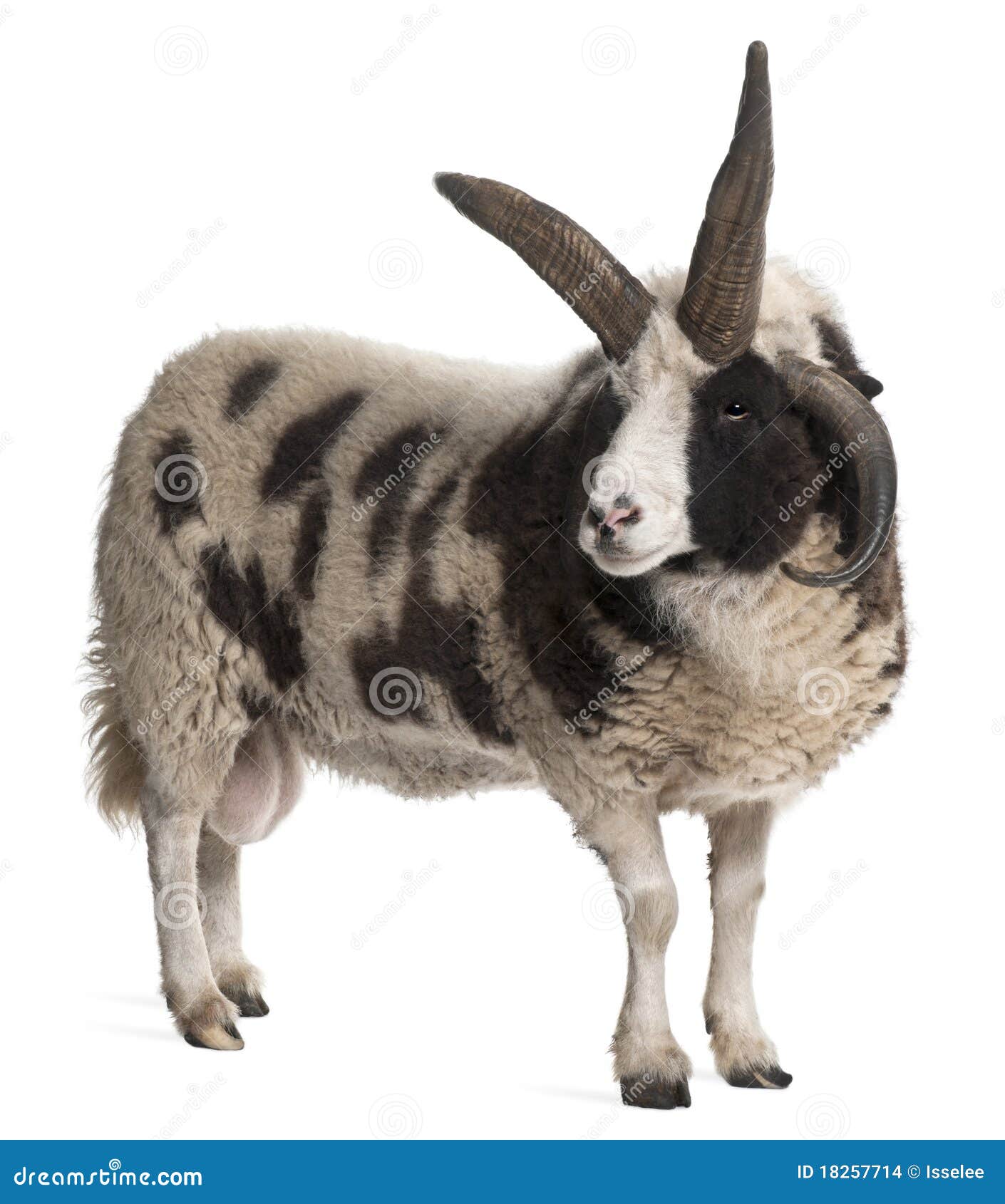 Multi Horned Jacob Sheep Photos - Free & Royalty-Free Stock Photos from ...