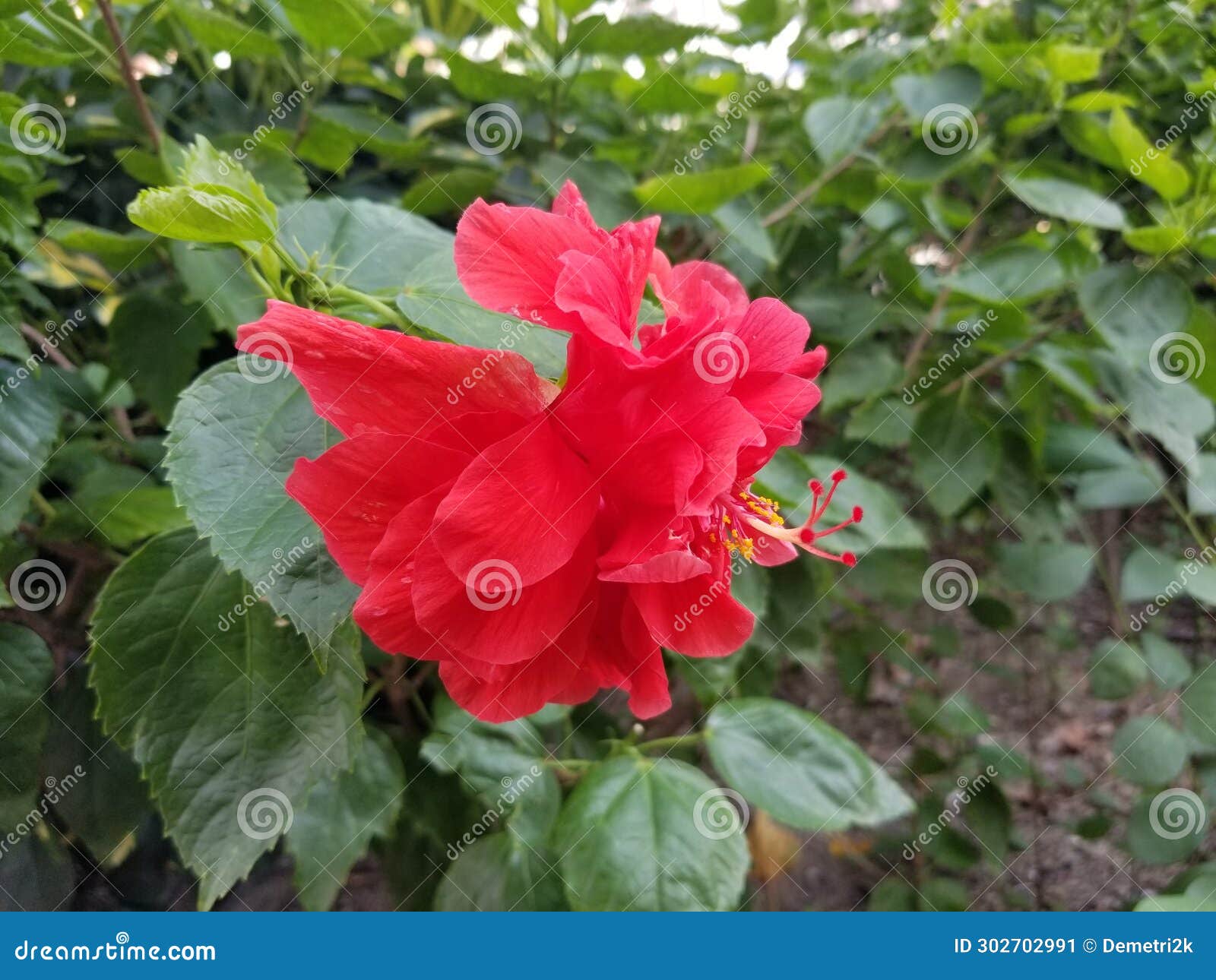 Multi-layered Petal Red Hibiscus -04 Stock Image - Image of nature ...