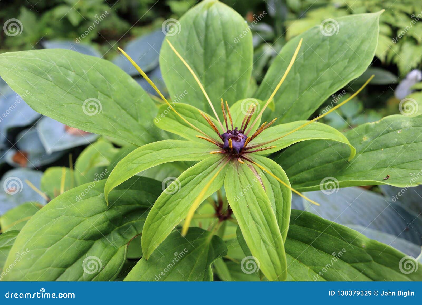 Multi-Leaf In Other Variety Of Gudhal Flower Royalty-Free Stock ...