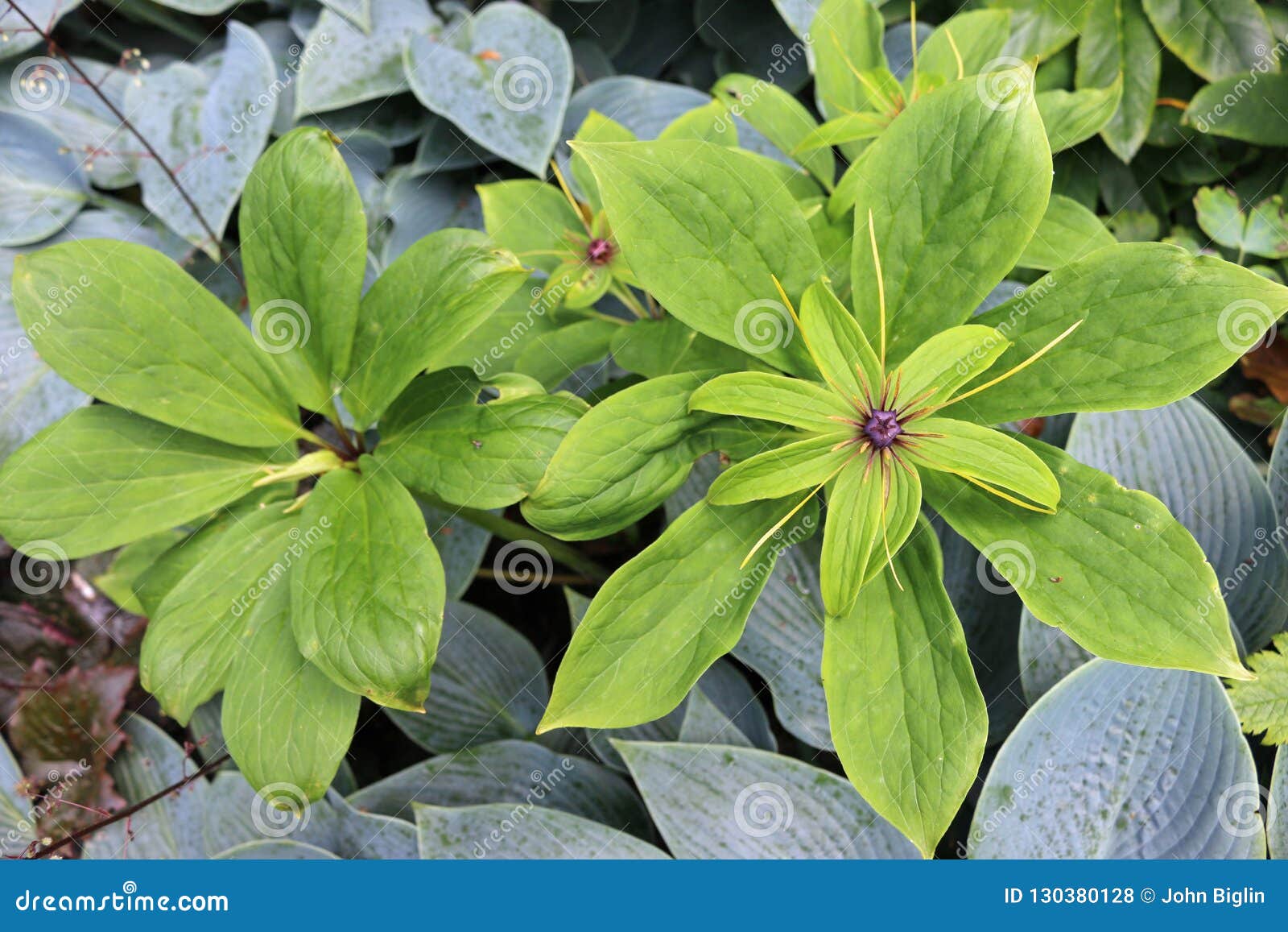 Multi-Leaf In Other Variety Of Gudhal Flower Royalty-Free Stock ...