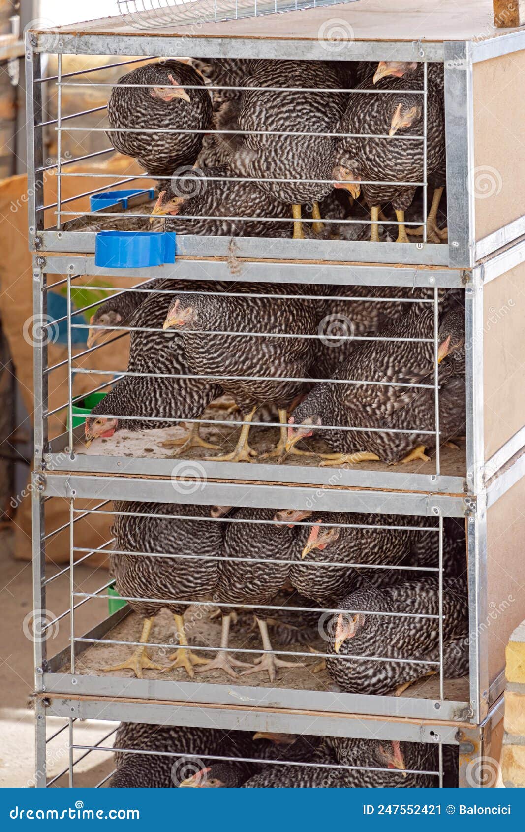 Multi Level Chickens Cage stock image. Image of europe - 247552421