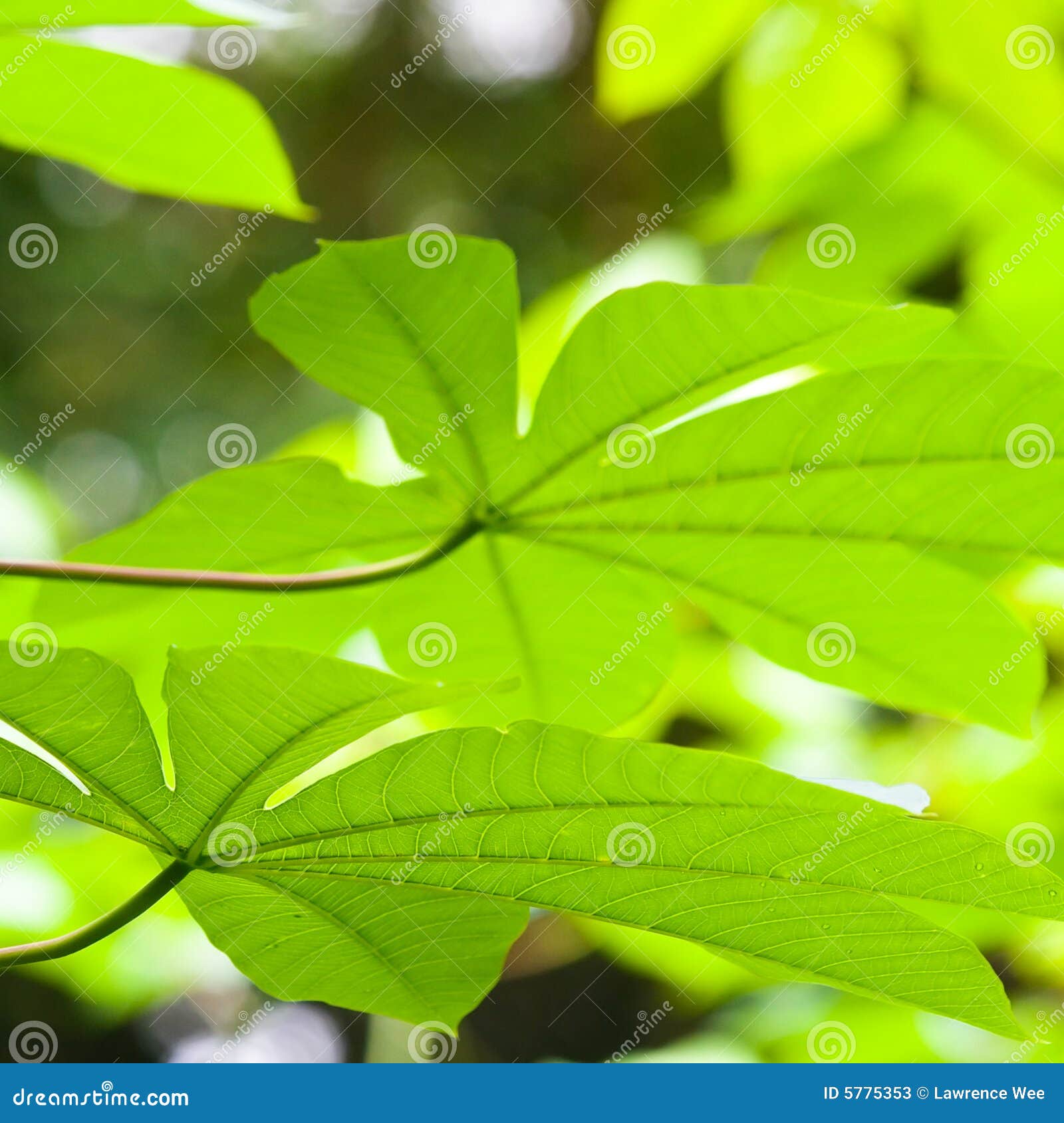Multi Lobe Leaves Underside Stock Image - Image of multi, lobes: 5775353