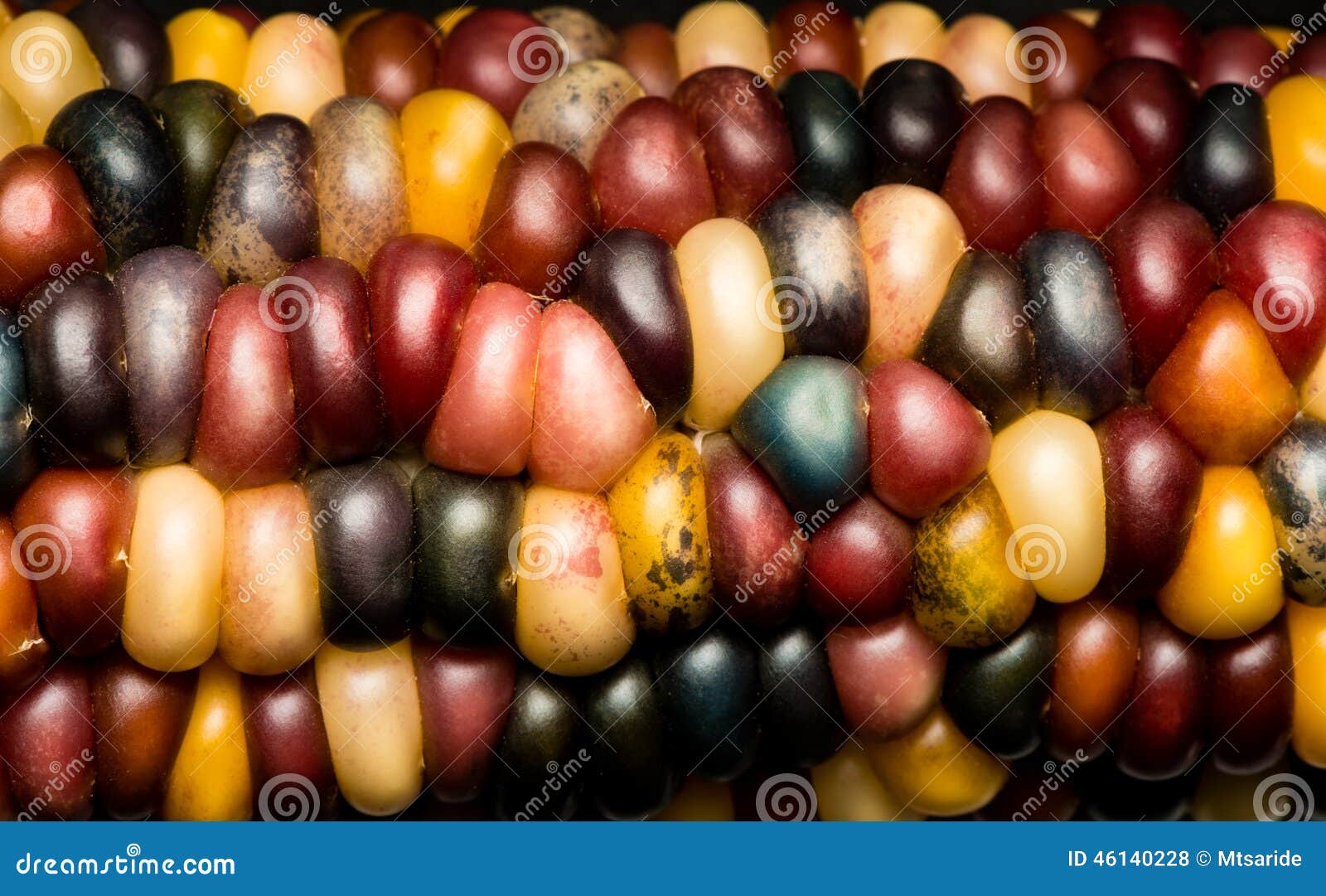 Multi Milho Colorido Do Milho Indiano Foto de Stock - Imagem de ninguém ...